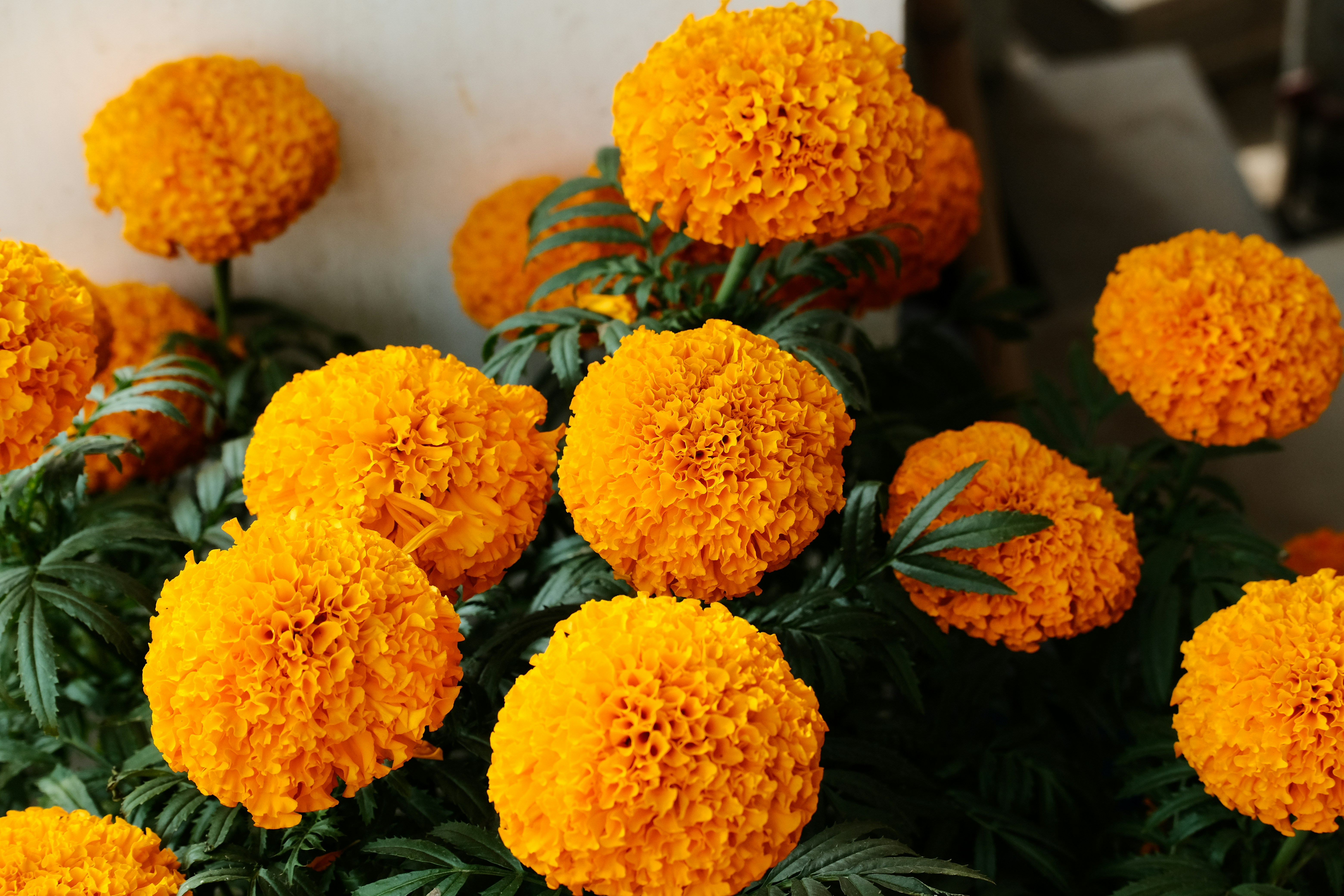 Marigold Mosaic: Dense orange pom-poms rise from emerald foliage