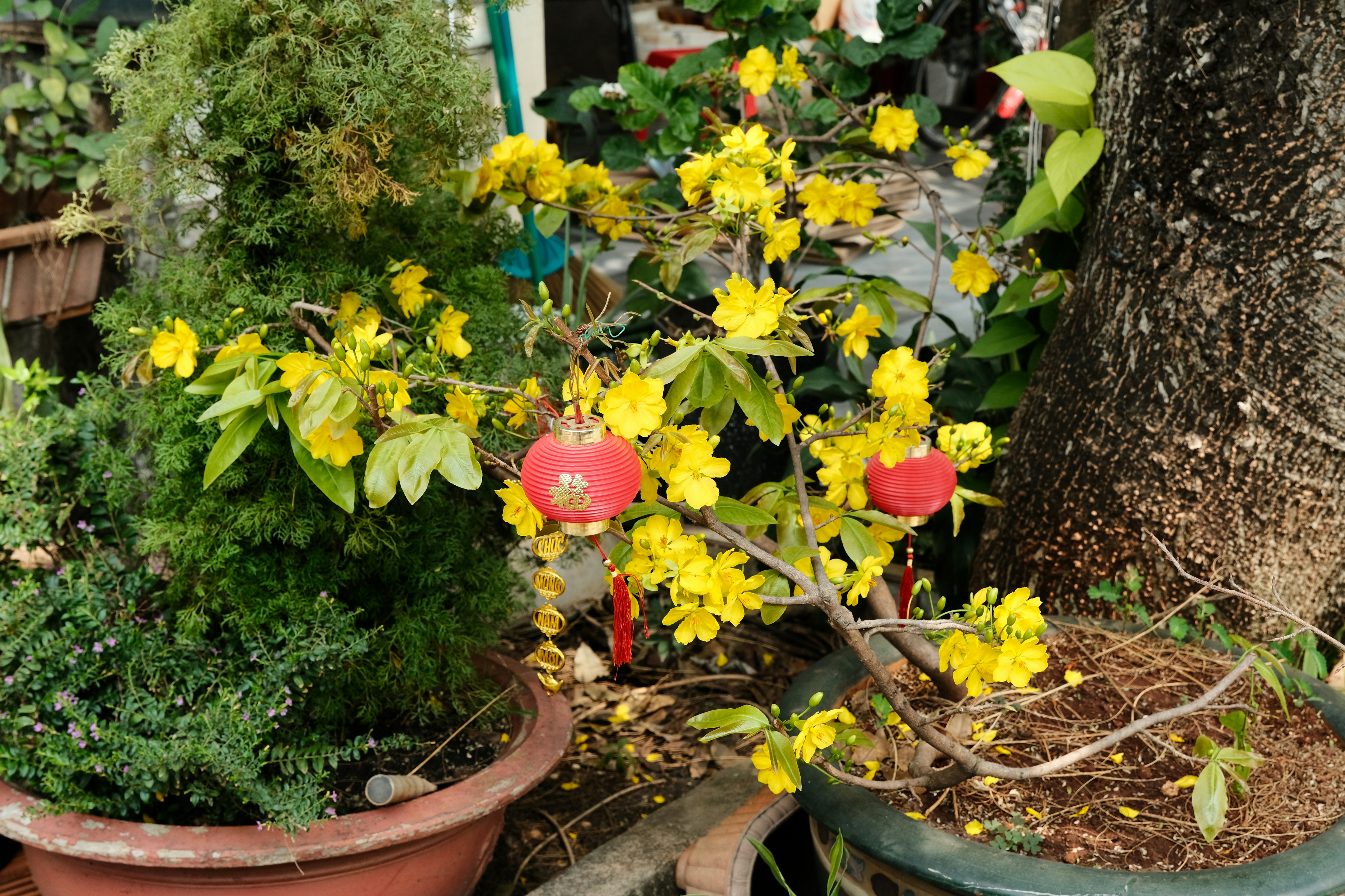 Red Lanterns Amid Sunlit Yellow Blossoms in a Potted Garden
