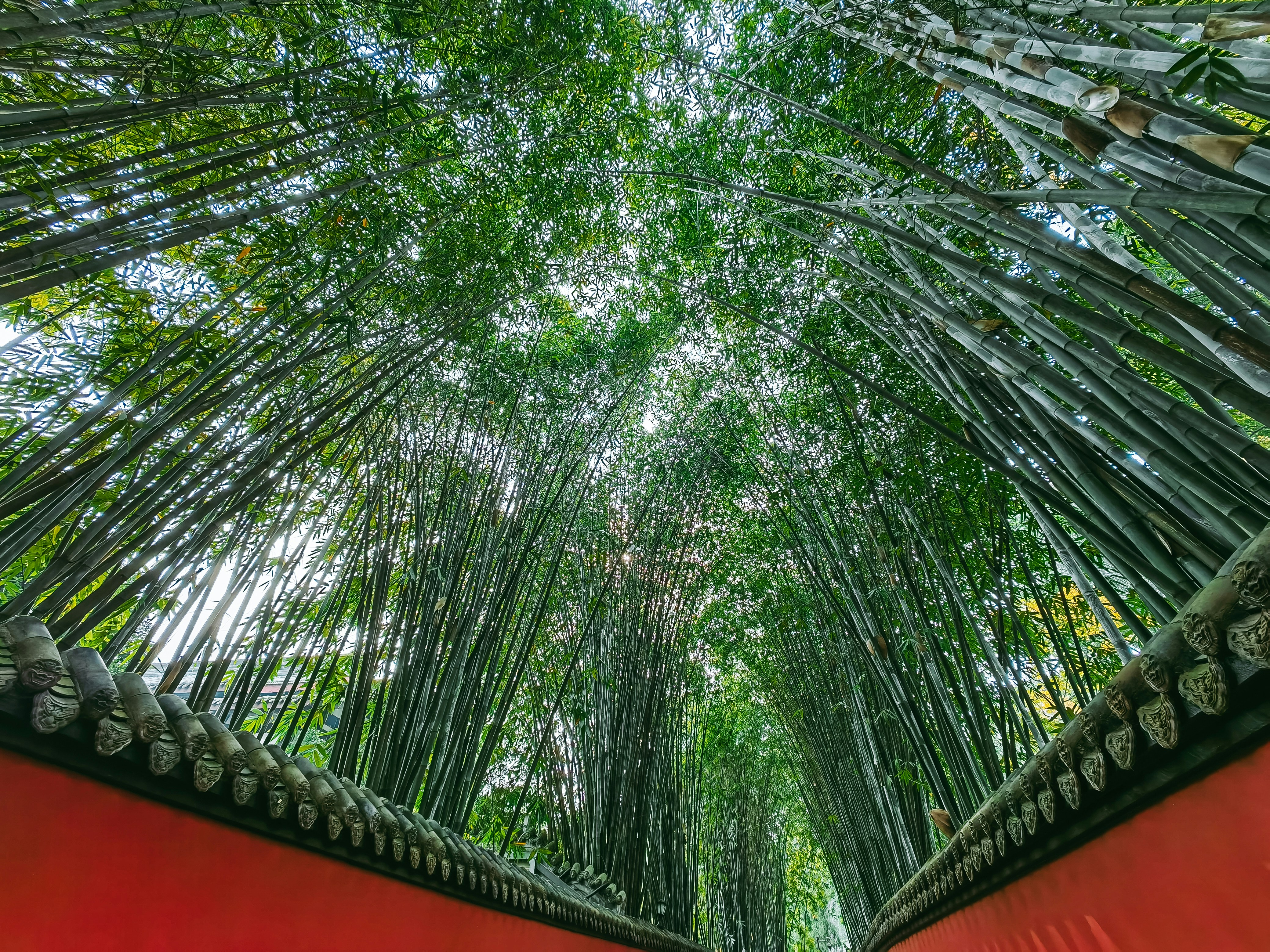 Bamboo stalks rise in a tunnel toward a bright opening, flanked by red-walled corridors with ornate tiled edges.