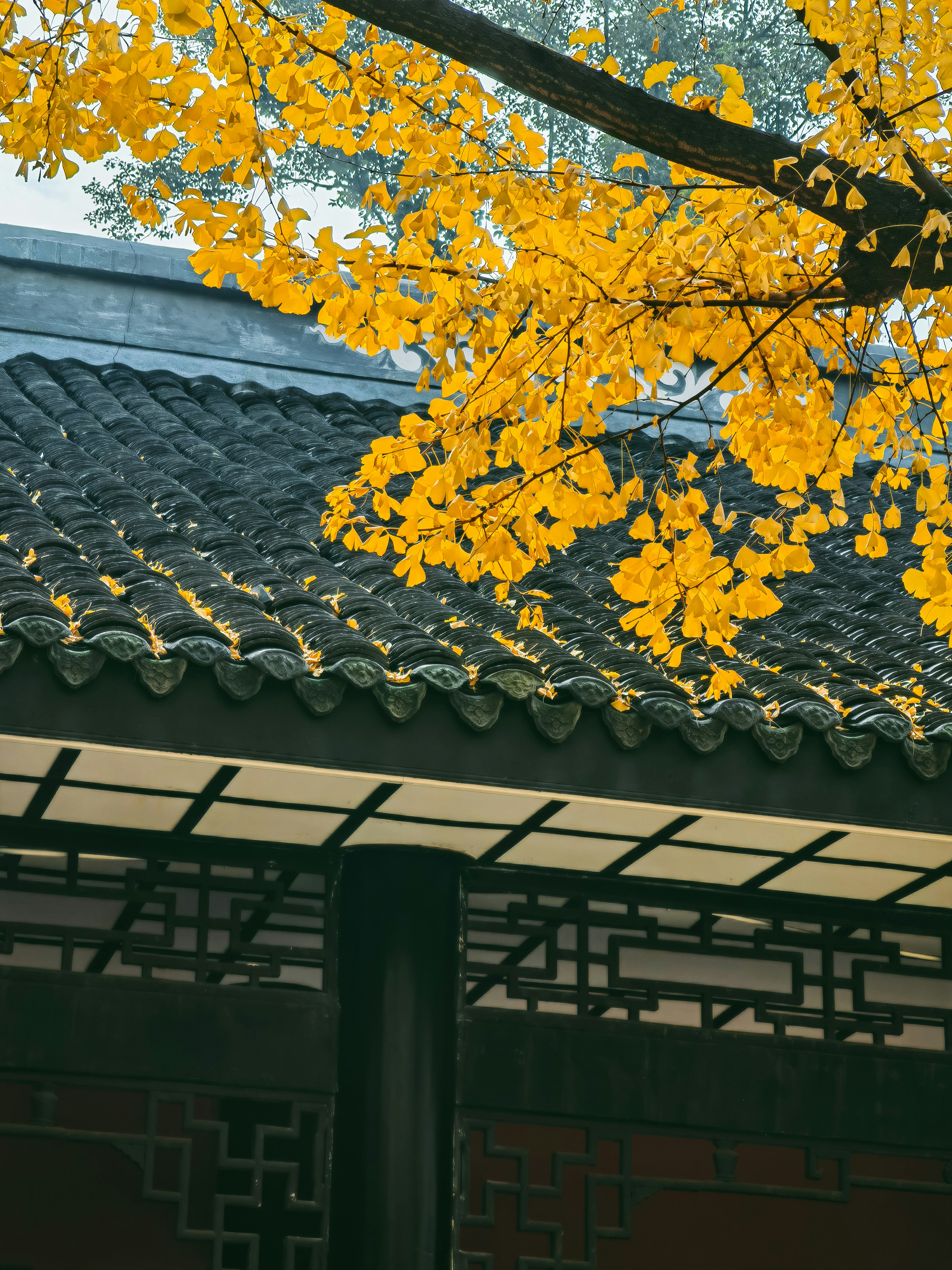 Golden ginkgo leaves frame a dark tiled Chinese courtyard roof, highlighting traditional lattice details in a daytime photograph.