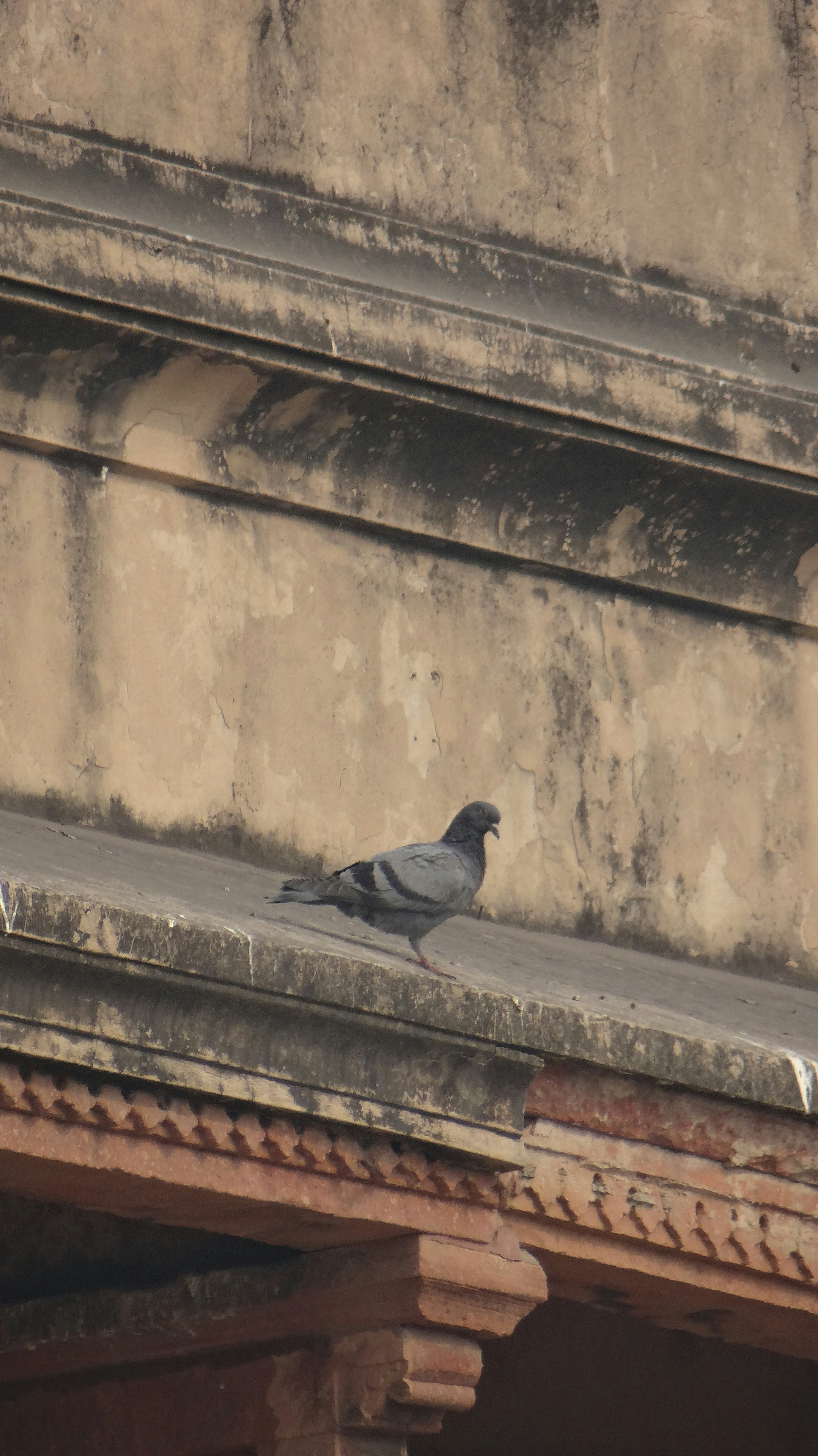 Pigeon on a Weathered Roof Ridge Beneath a Sunlit Facade
