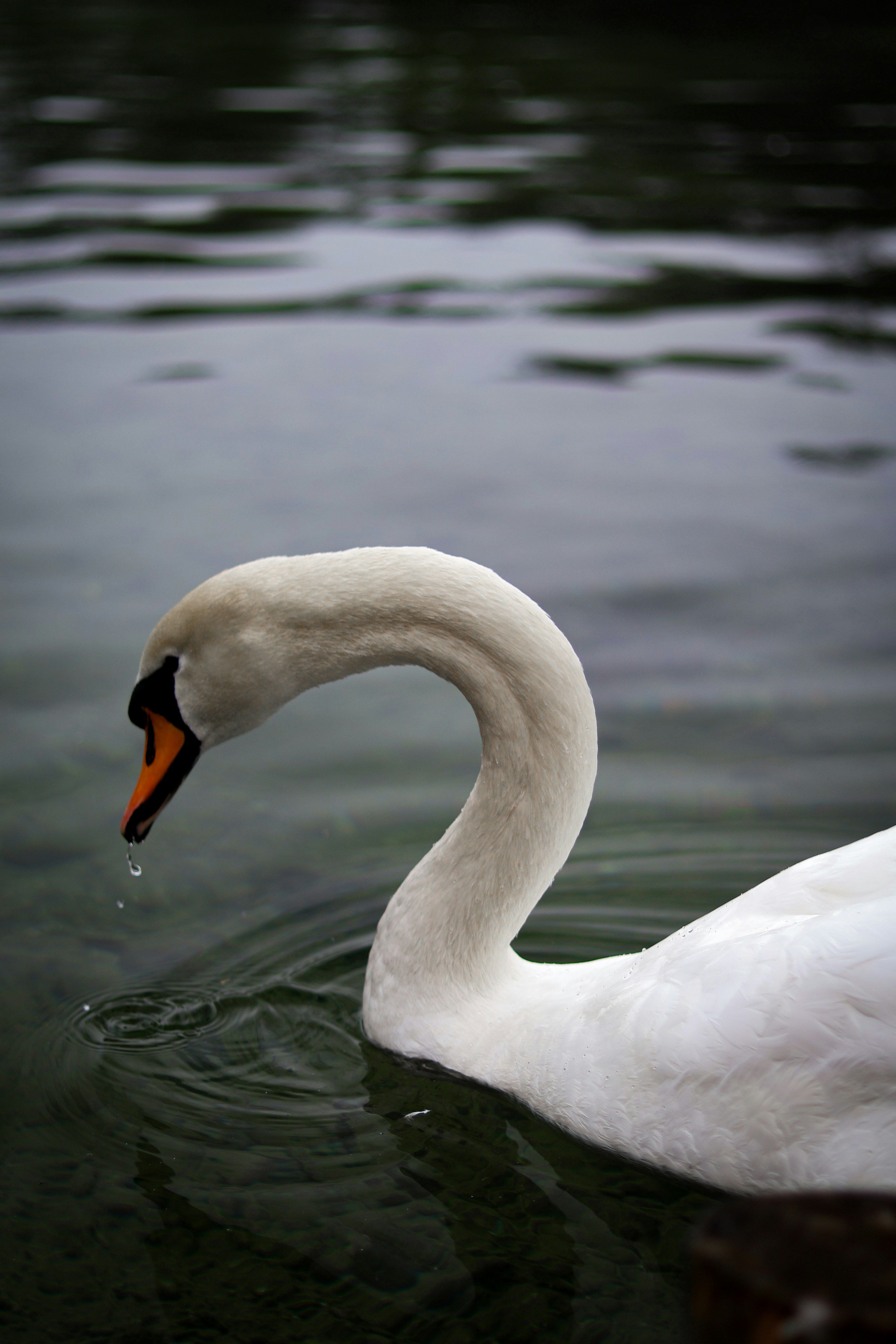 Beautiful white swan
