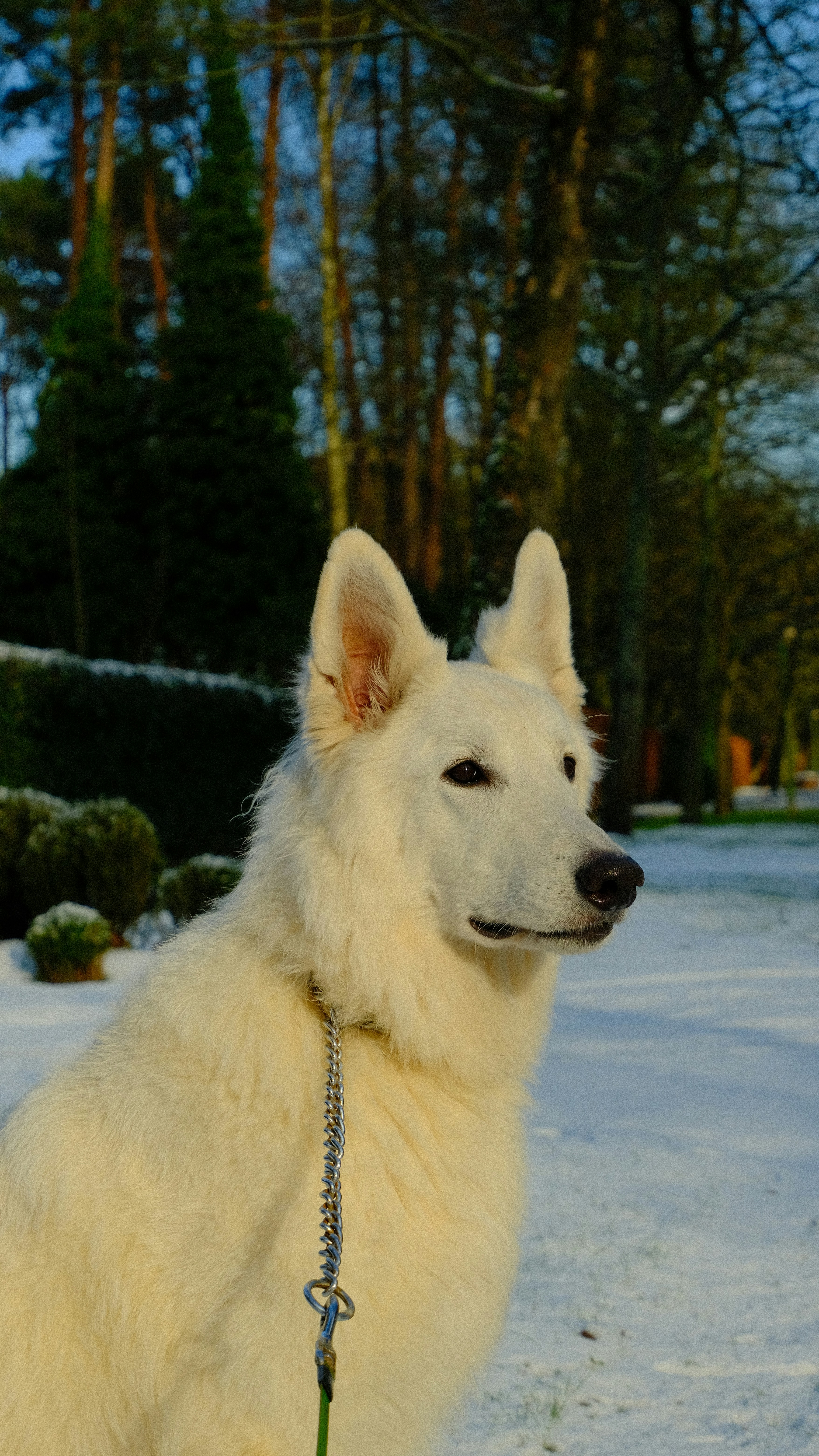 Snowlit Resolve: A White Shepherd Pauses in a Winter Park
