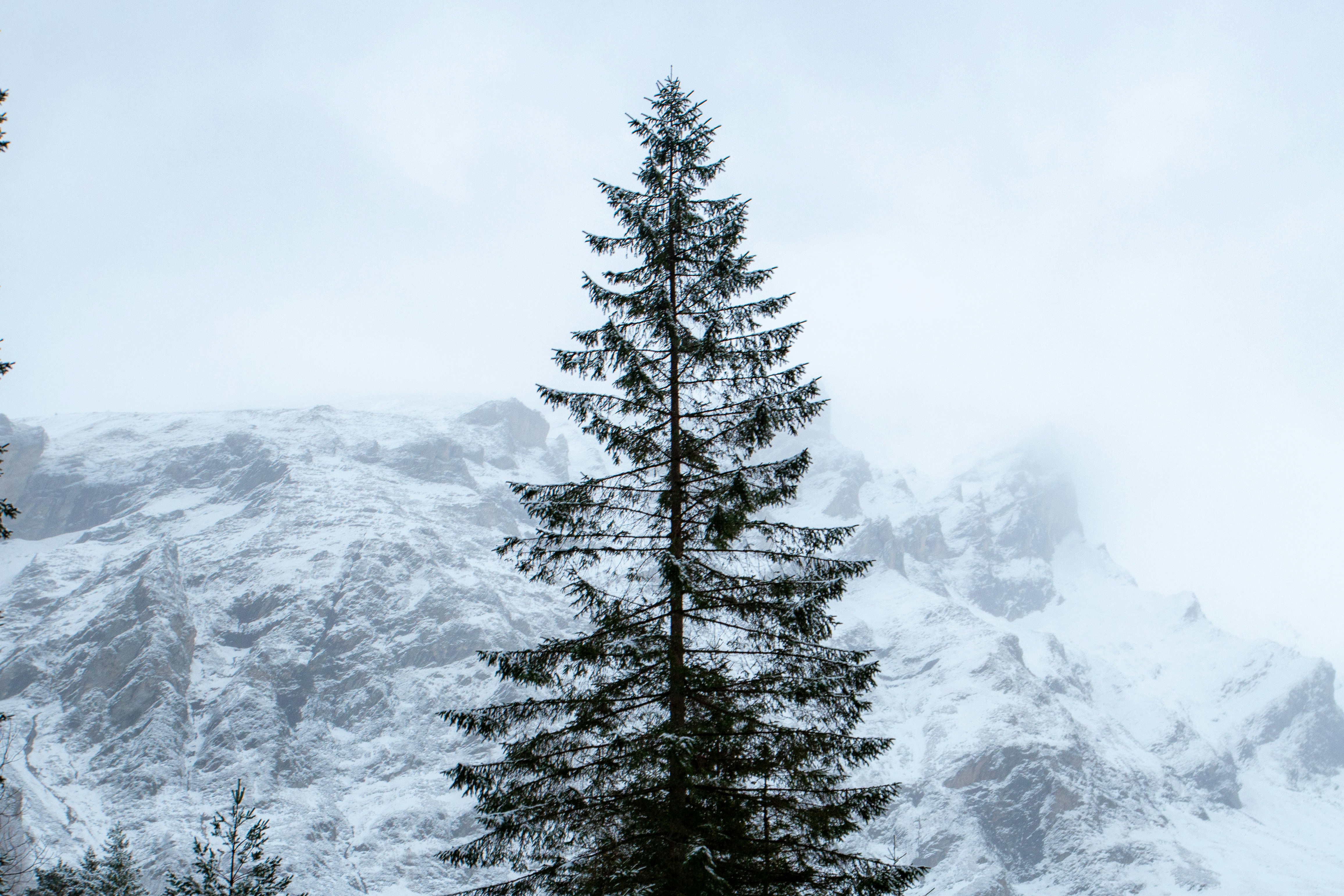 Snowbound Sentinel: Lone Pine Against a Frosted Alpine Panorama