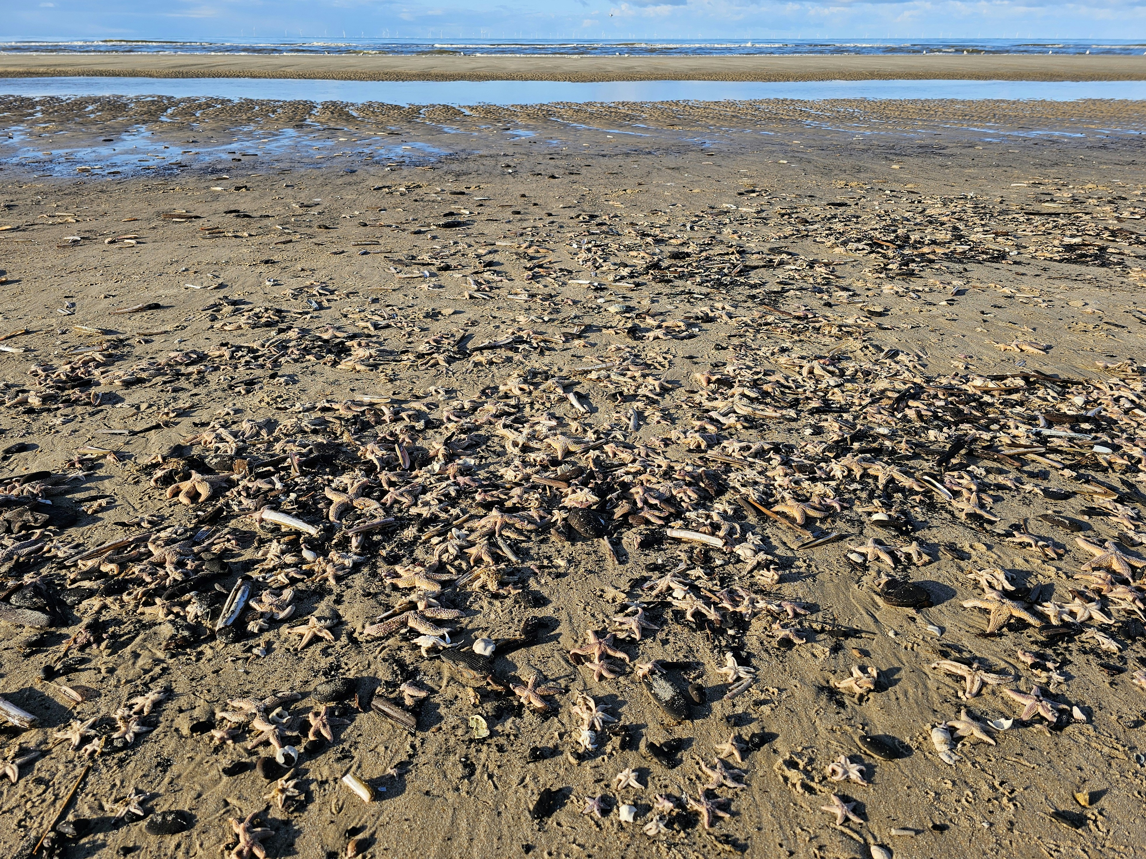 A bunch of shells on a beach near the water photo – Free Egmond aan zee ...