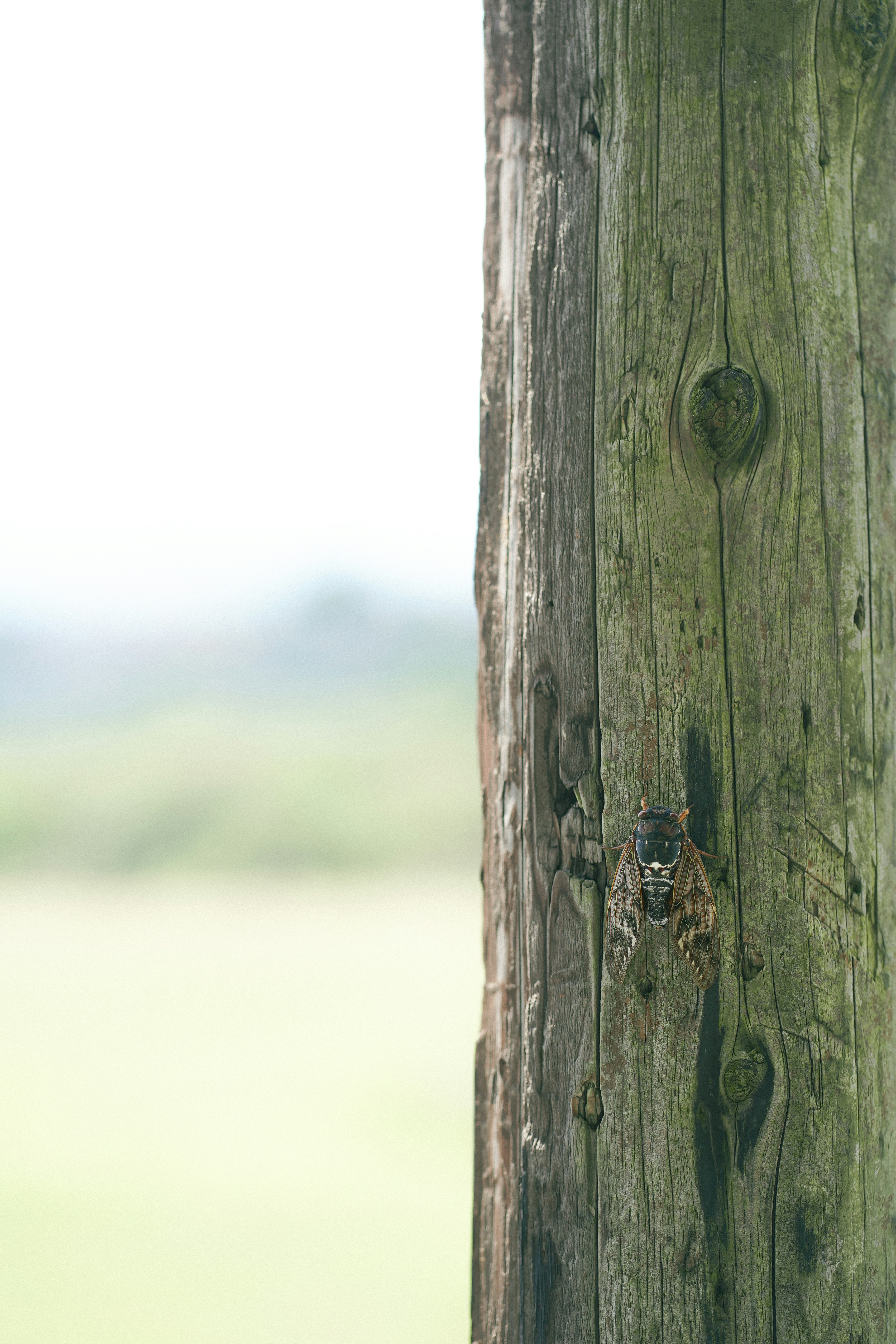 Cicada Sentinel on a Weathered Post
