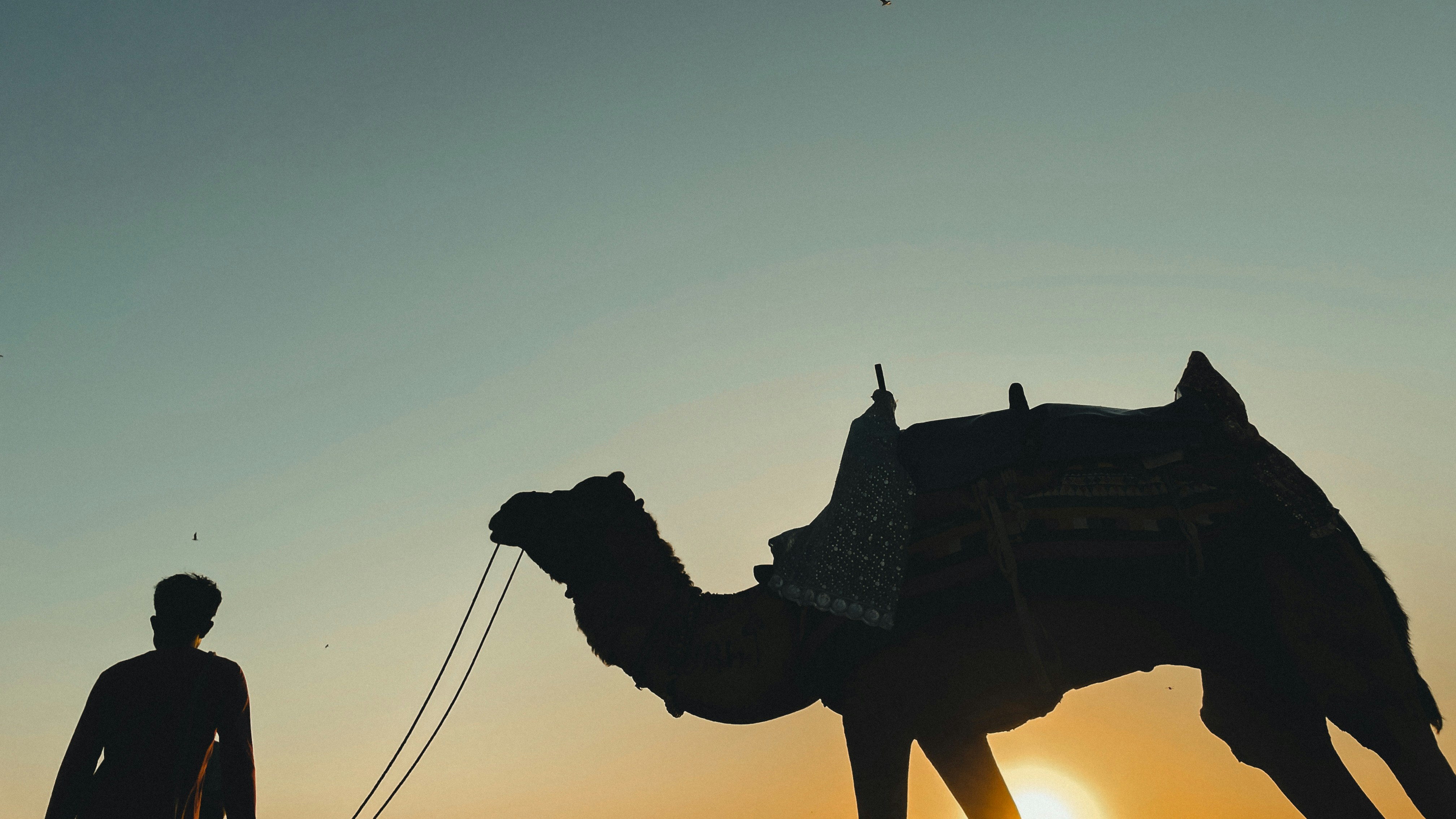 Dusk Caravan Silhouette: Camel and Traveler Against a Golden Horizon