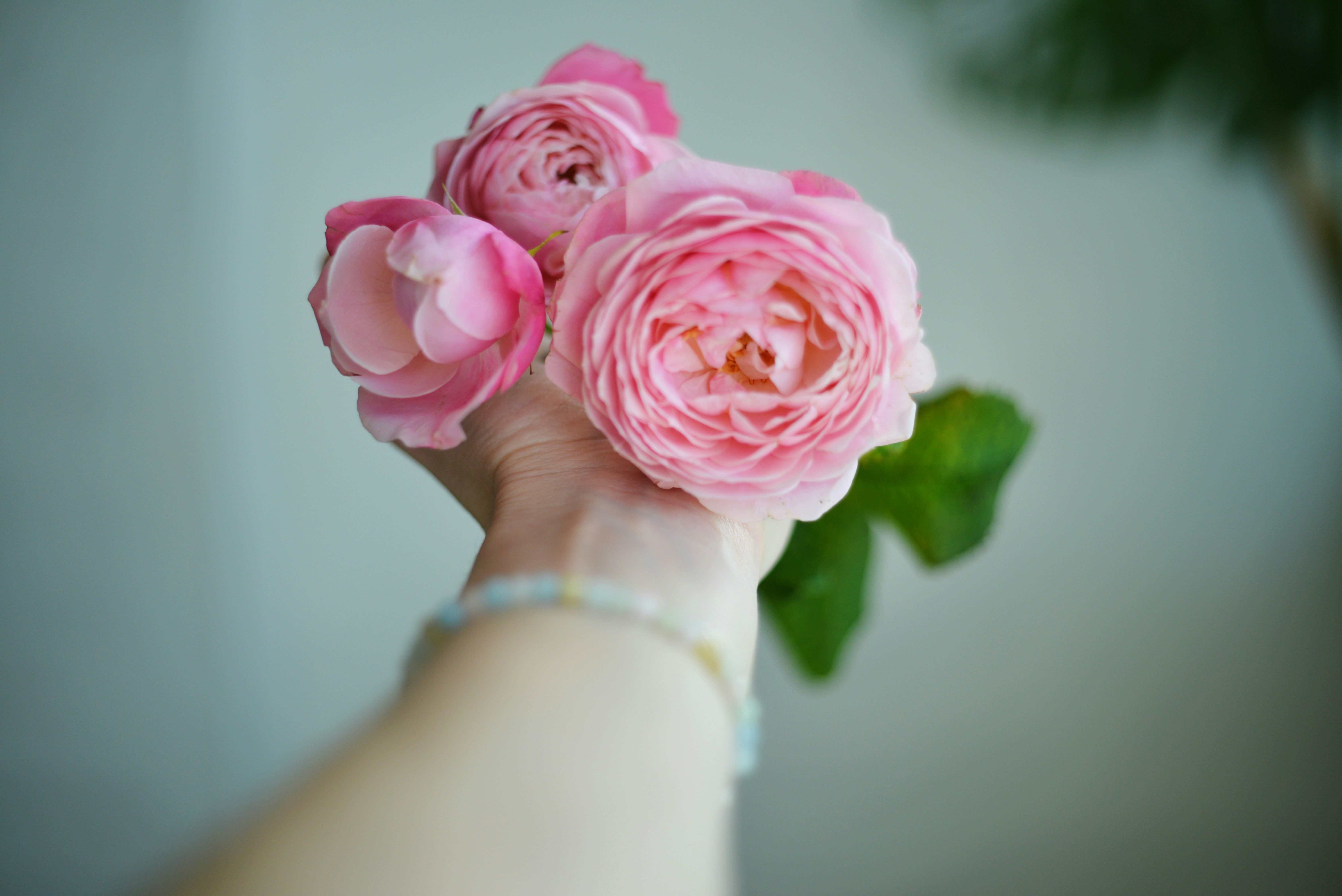 Petal-Hand Bouquet: A Close-Up of Pink Roses in Soft Focus