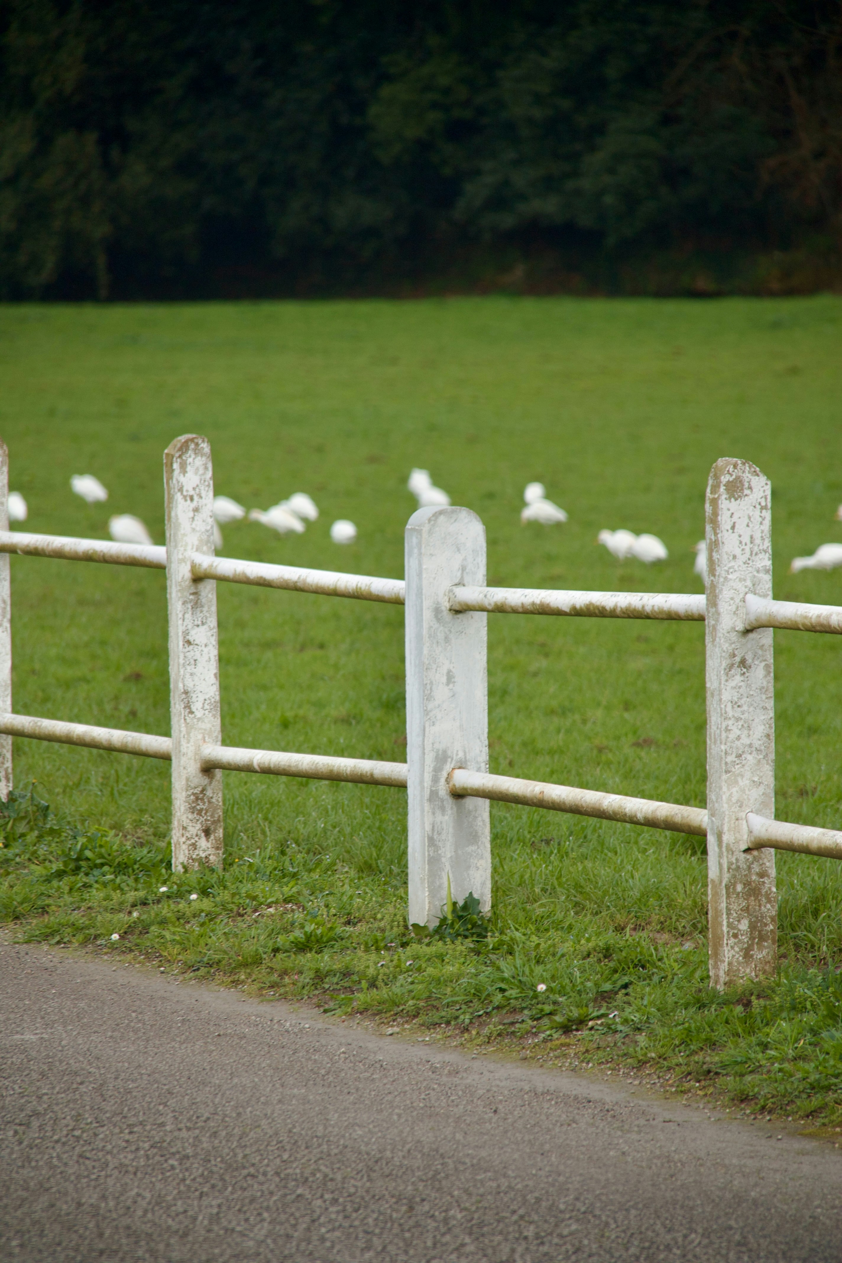 Weathered Rails, Quiet Meadow: A Fence's Watch Over a Distant Flock