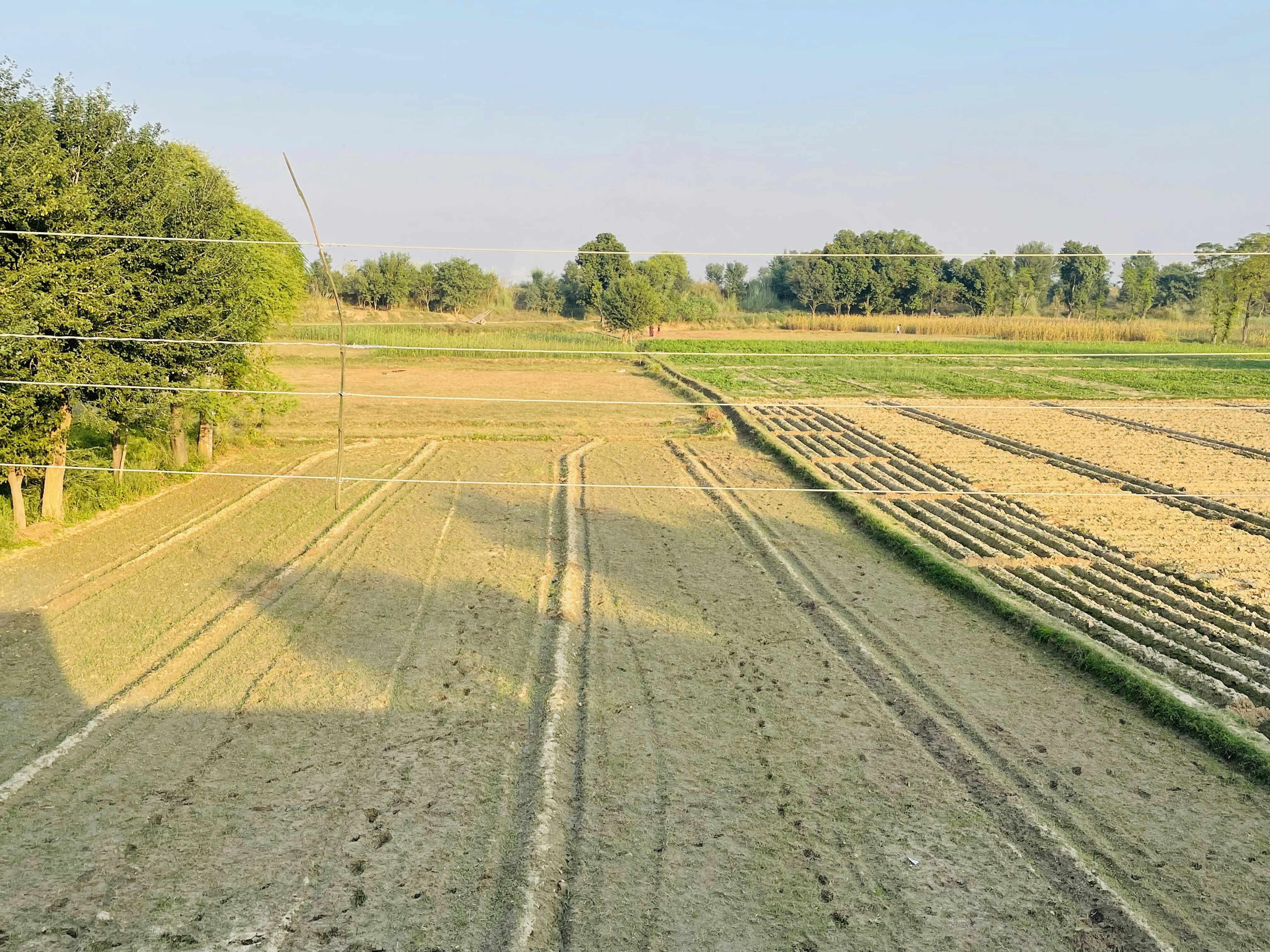 Expansive fields with rows of crops under a clear blue sky, bordered by lush trees.