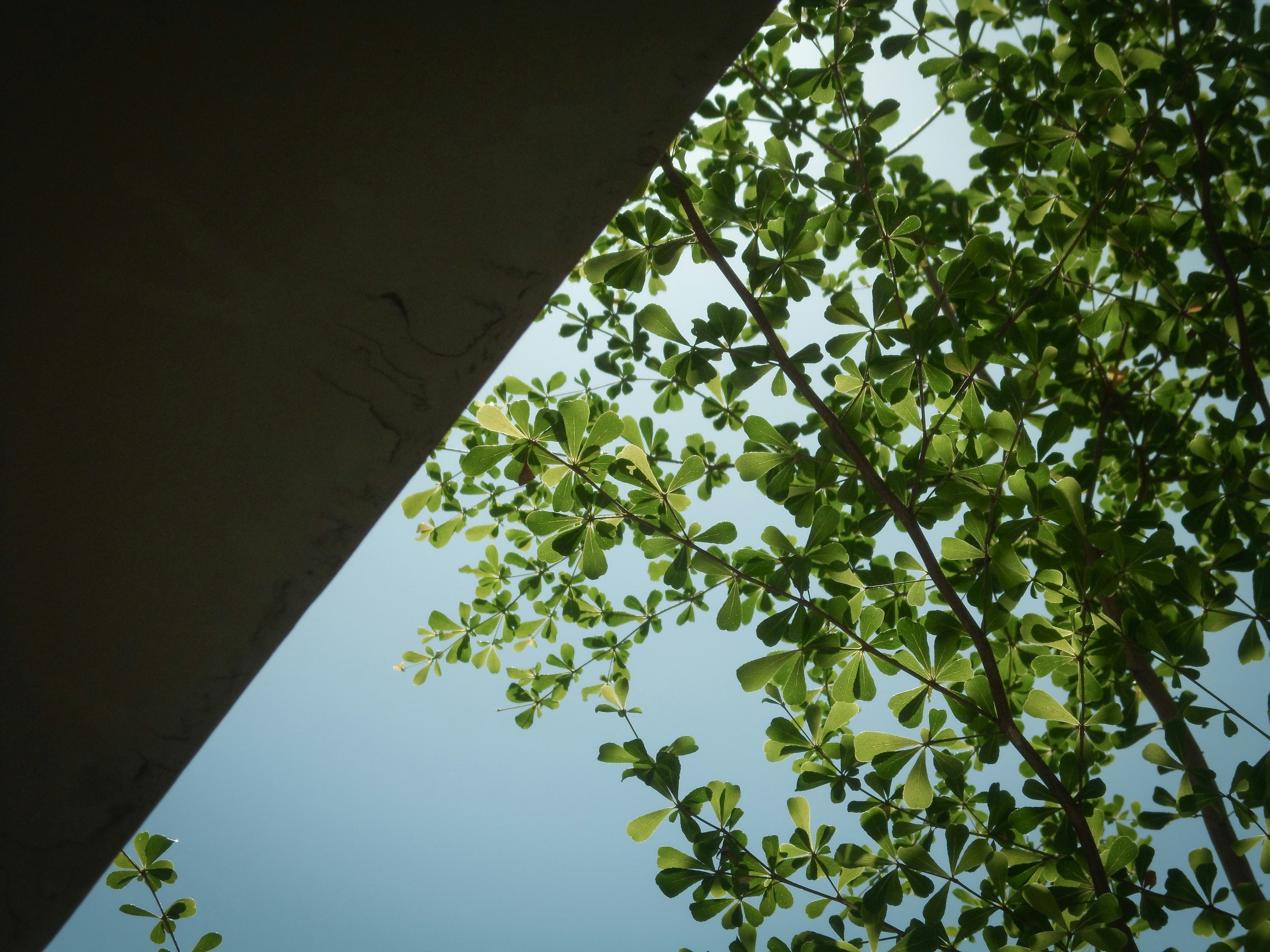 Diagonal view of green leaves against a clear blue sky beside a building edge.