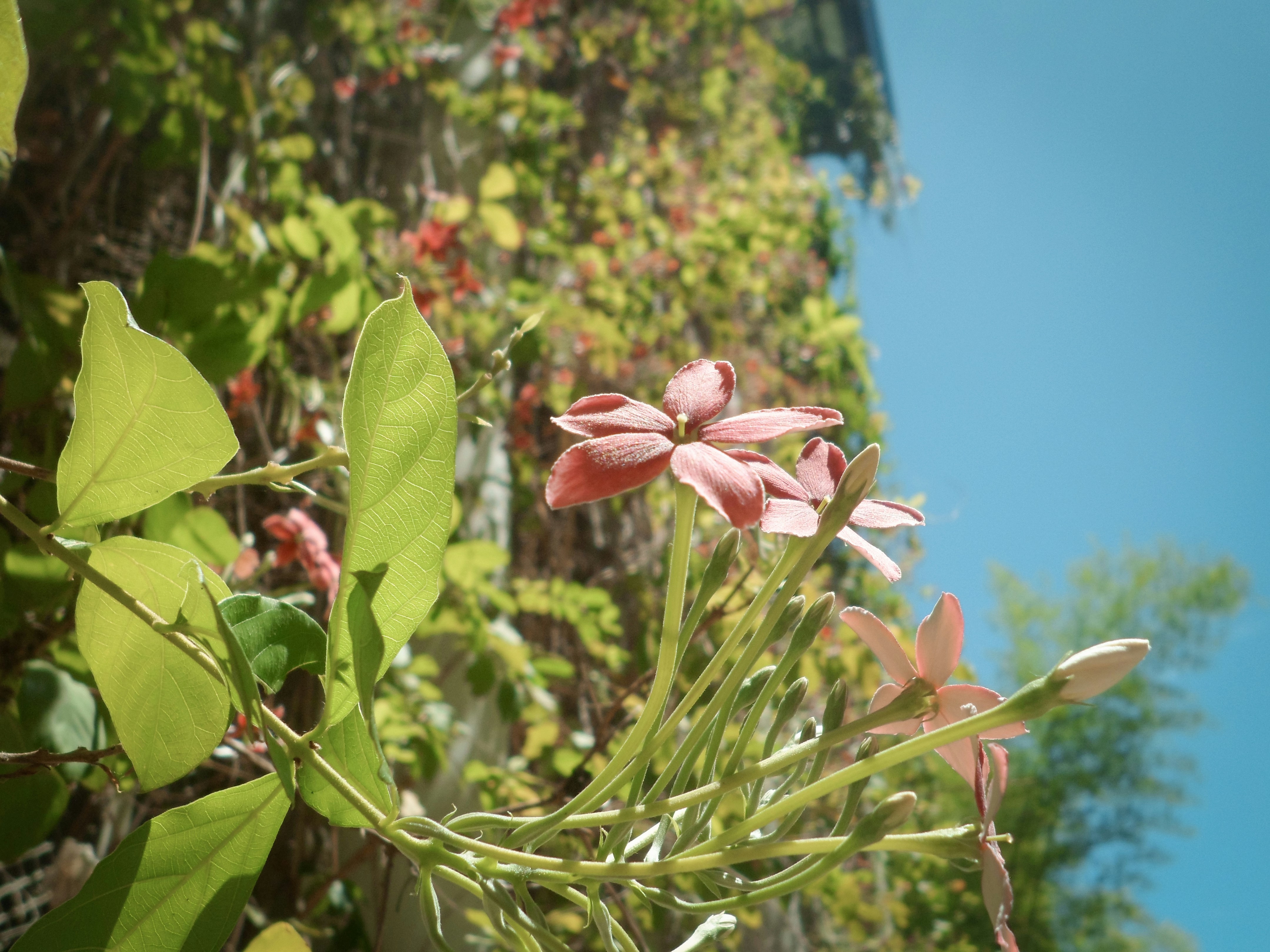 Close-up of pink blossoms on entwined green vines against a clear blue sky.