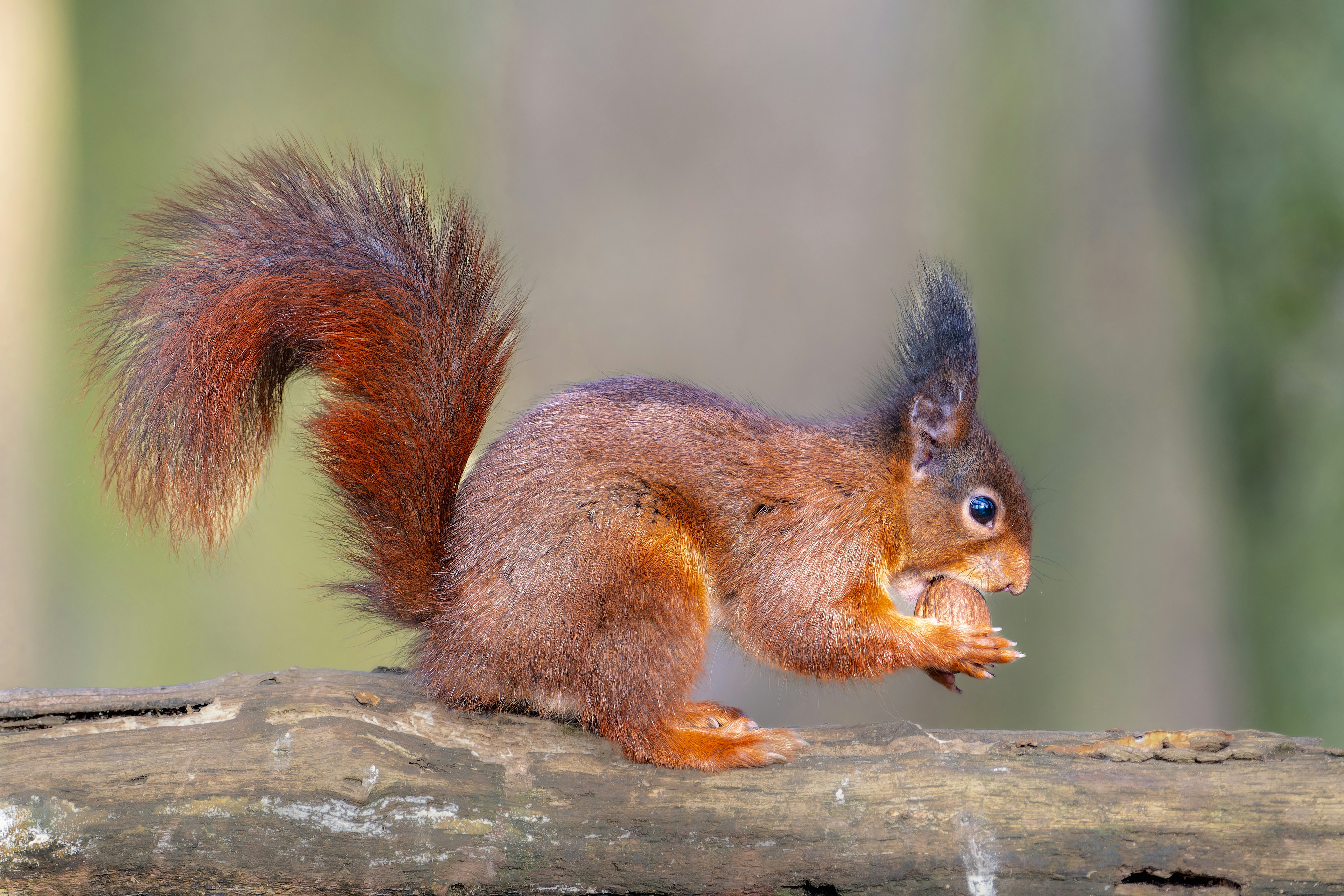 A red squirrel eating a piece of food photo – Free Niedlich Image on ...
