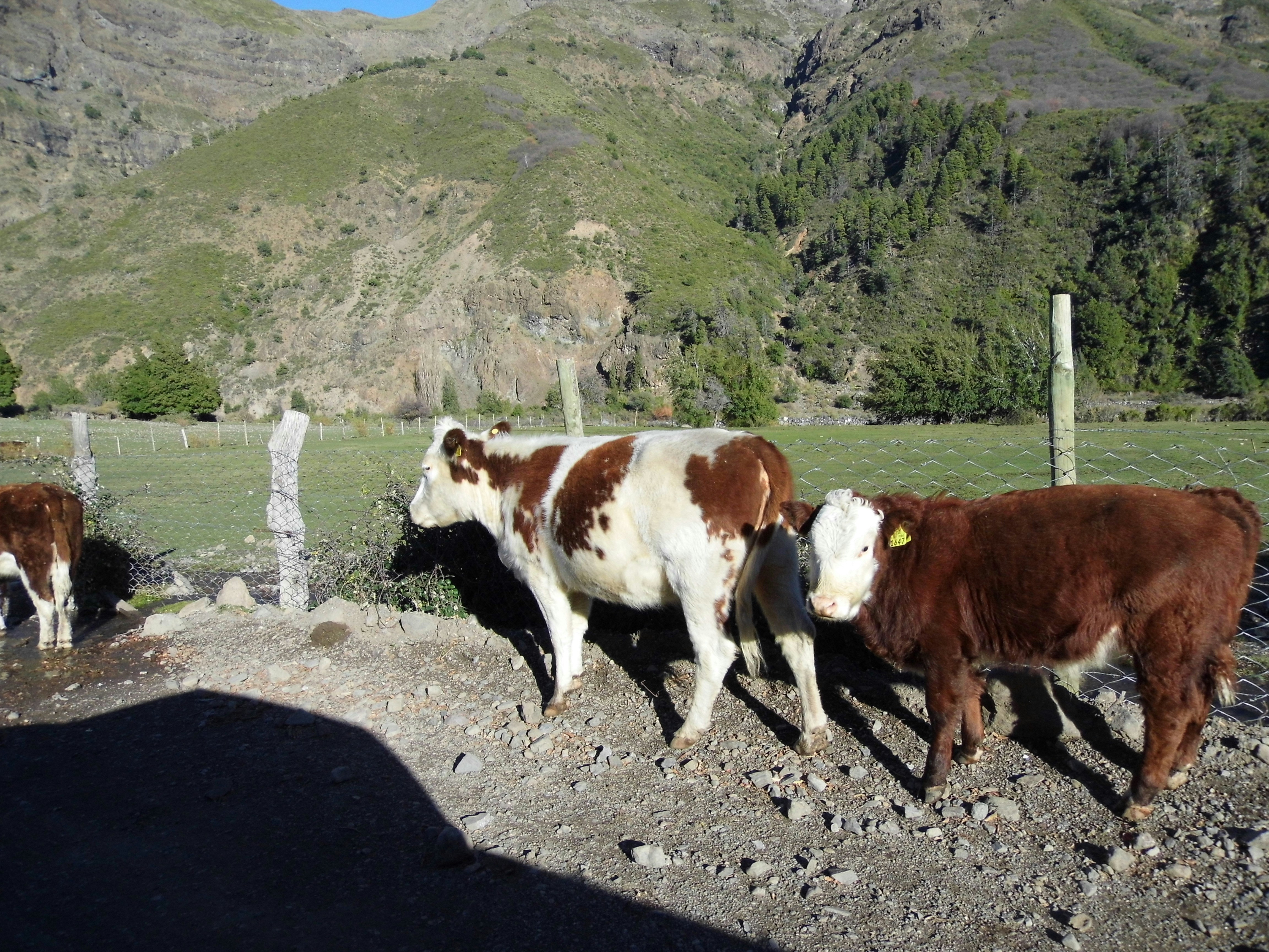 a herd of cattle standing on top of a rocky hillside