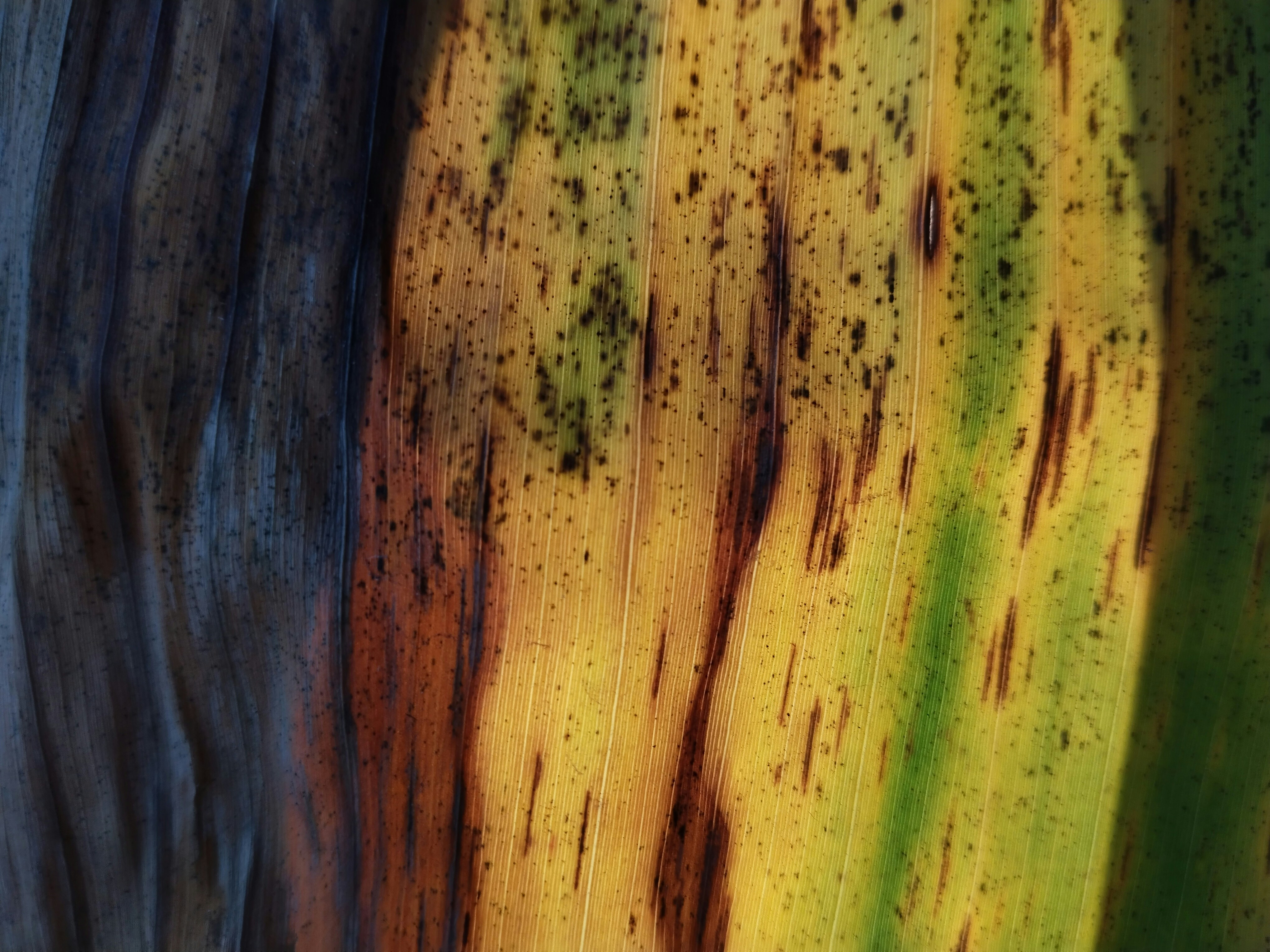 Striated Vein Portrait: Macro Study of a Multicolored Leaf