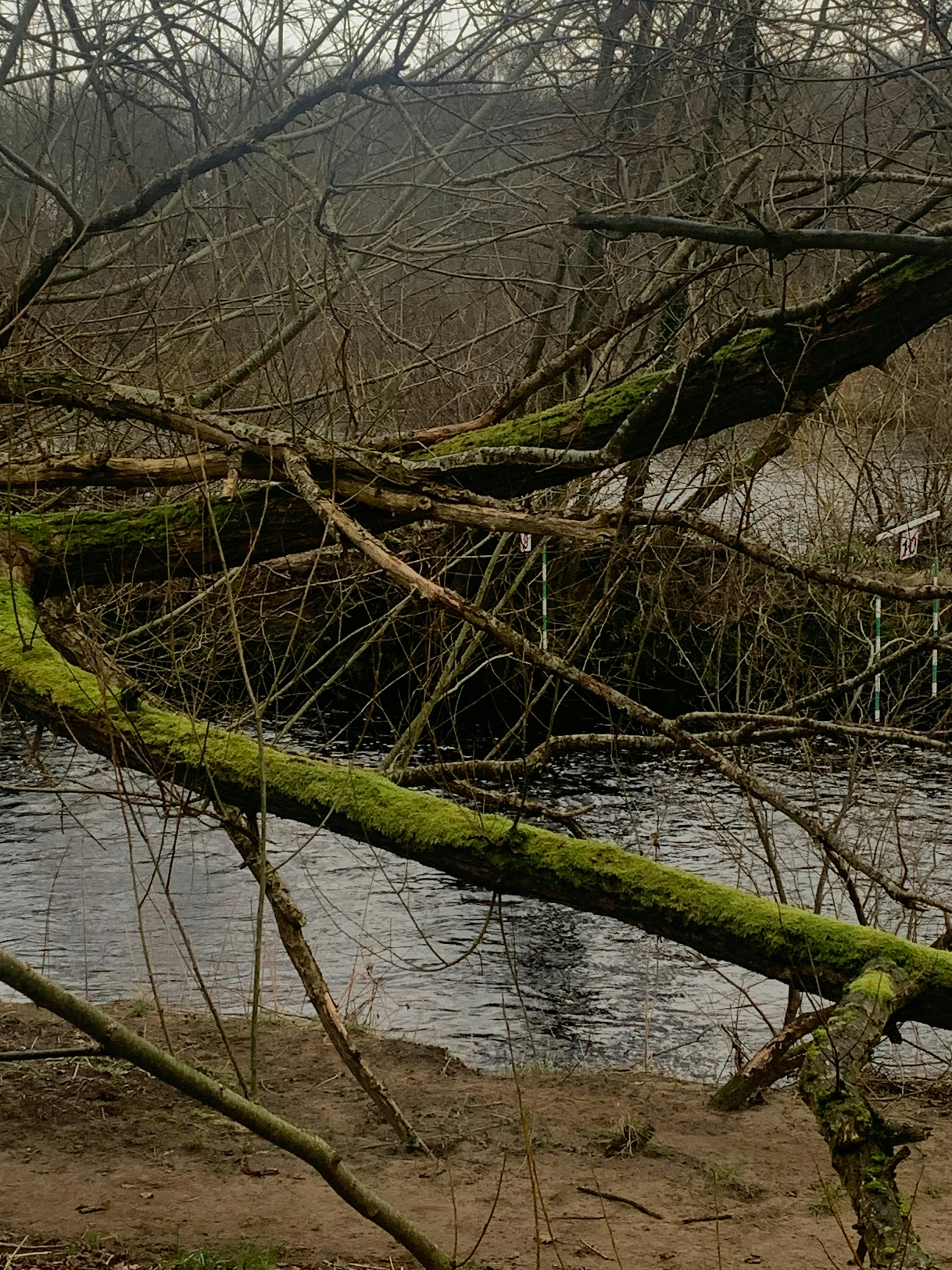 Moss-Covered Log Span Over a Quiet River in a Leafless Winter Wetland