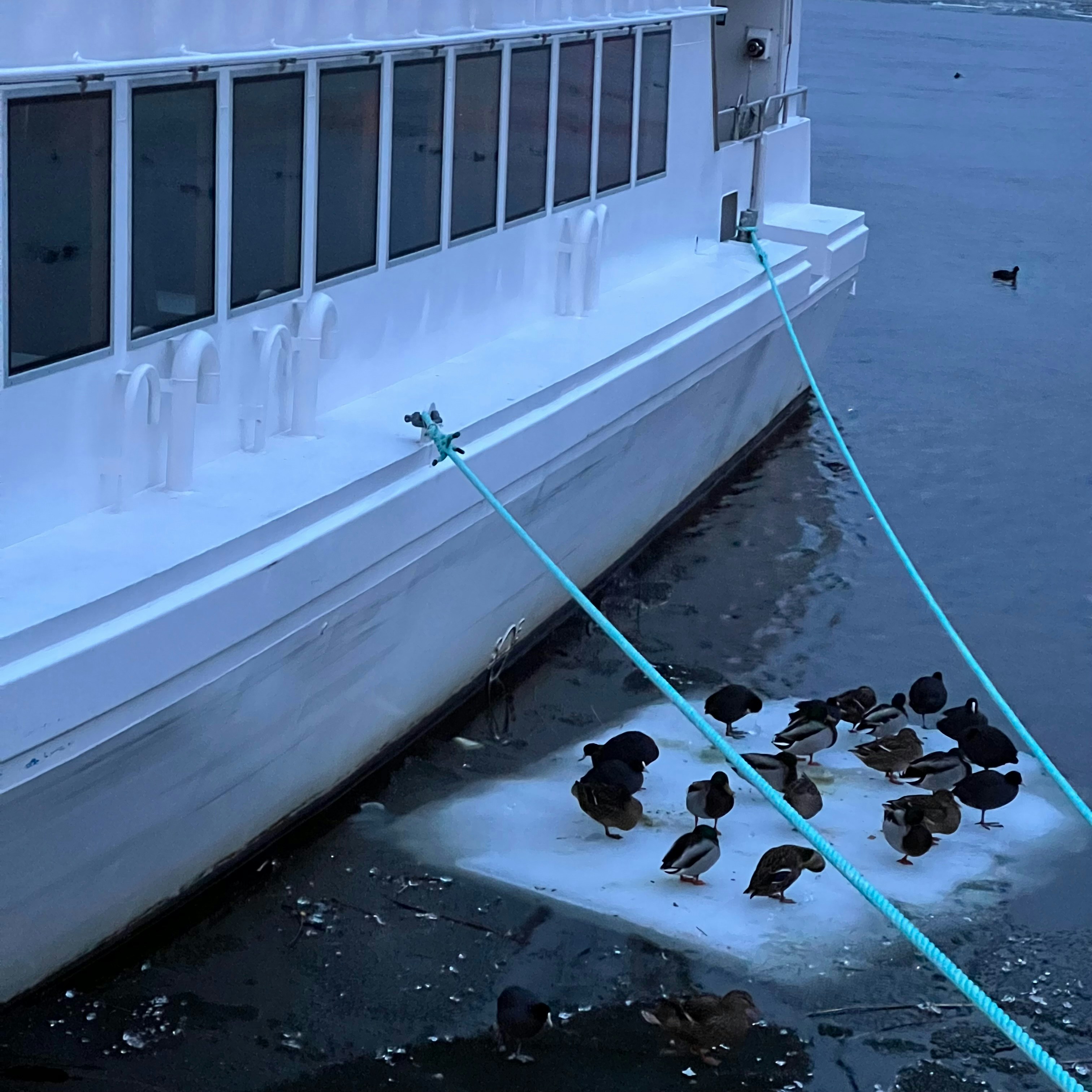 A flock of birds sitting on top of an ice floet photo – Free Animal ...