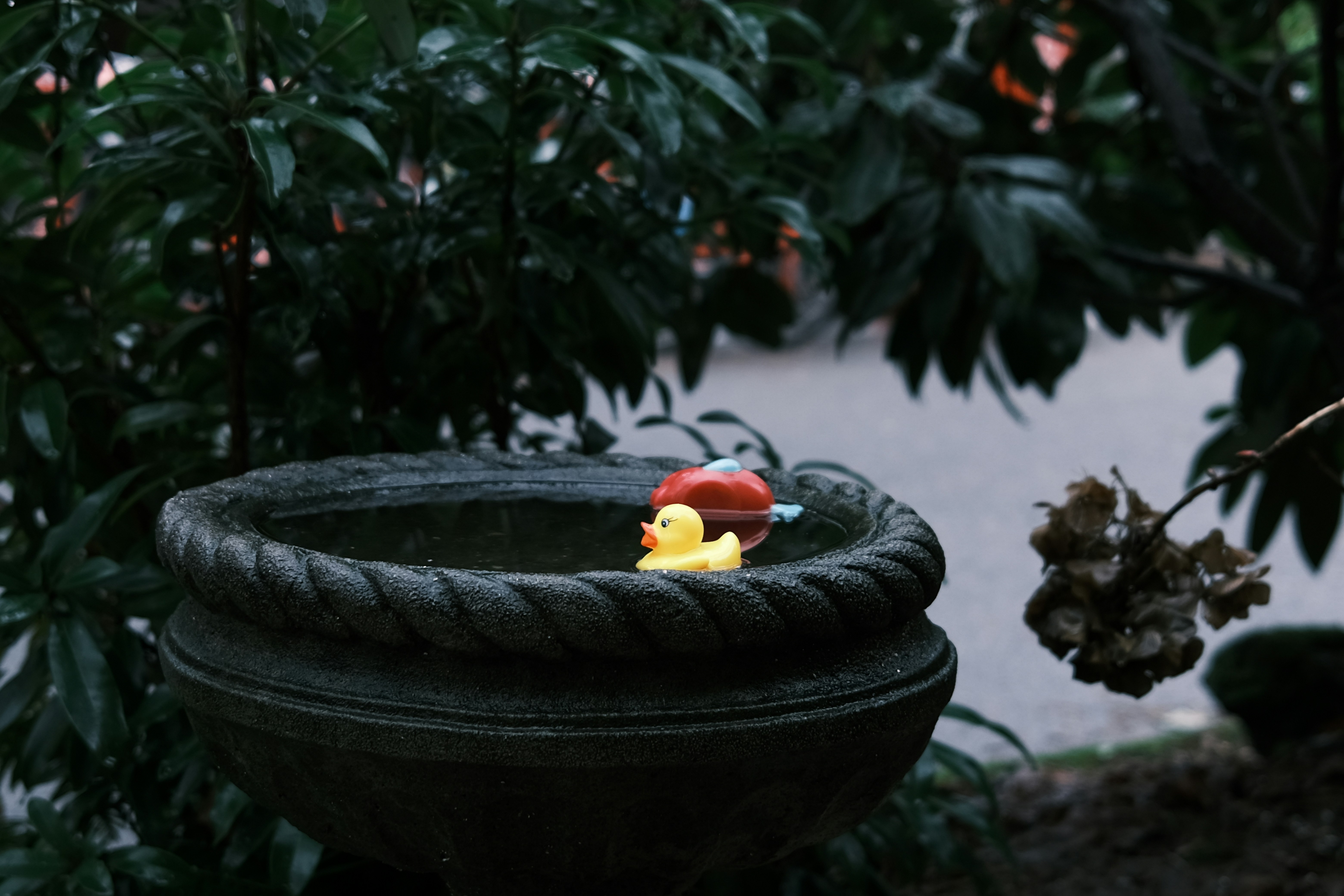 A yellow rubber duck with a red hat floats in a stone basin surrounded by lush greenery. The scene captures a playful moment in a tranquil garden setting.
