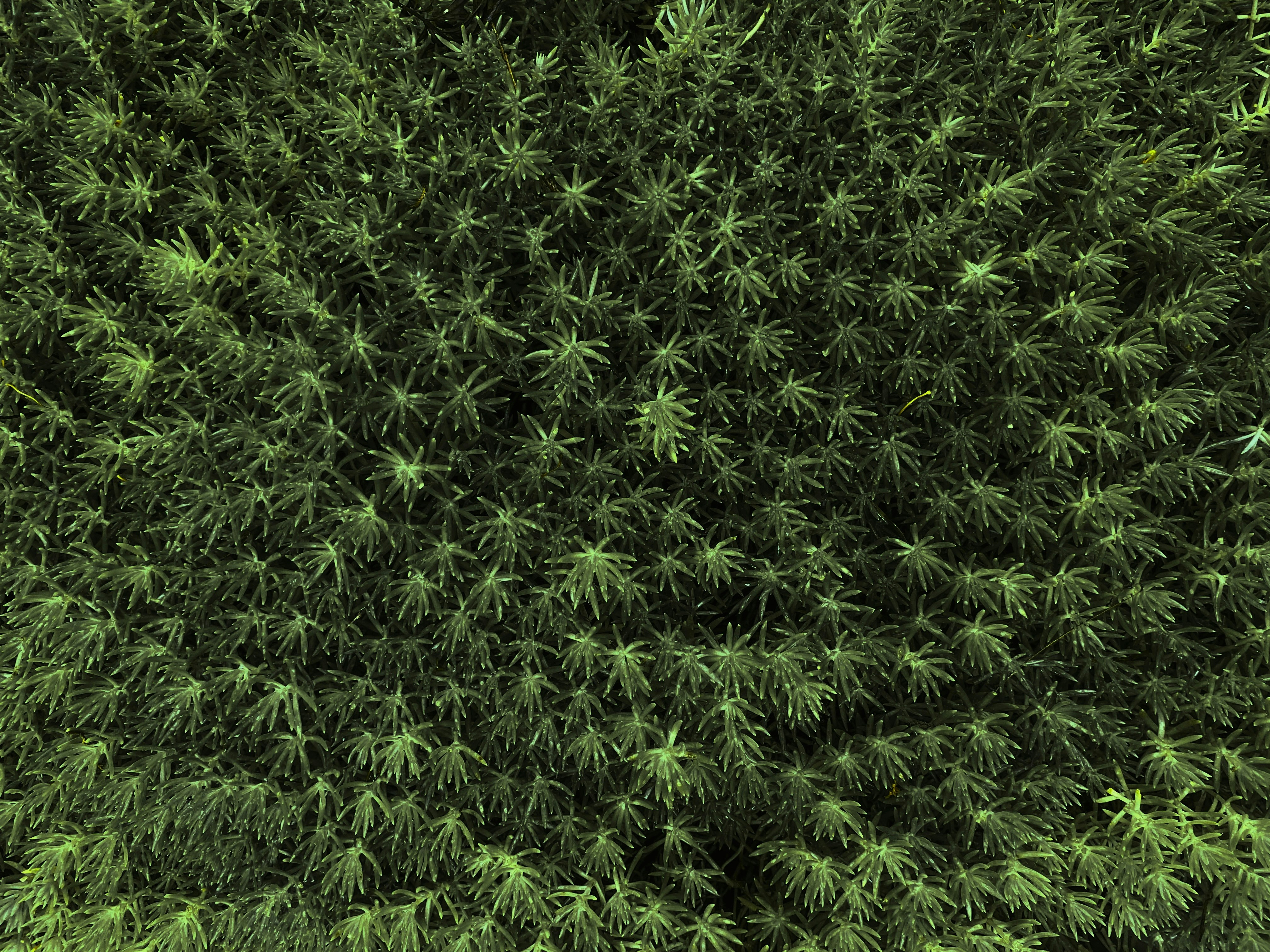 Dense green foliage forms a textured tapestry of slender leaves.