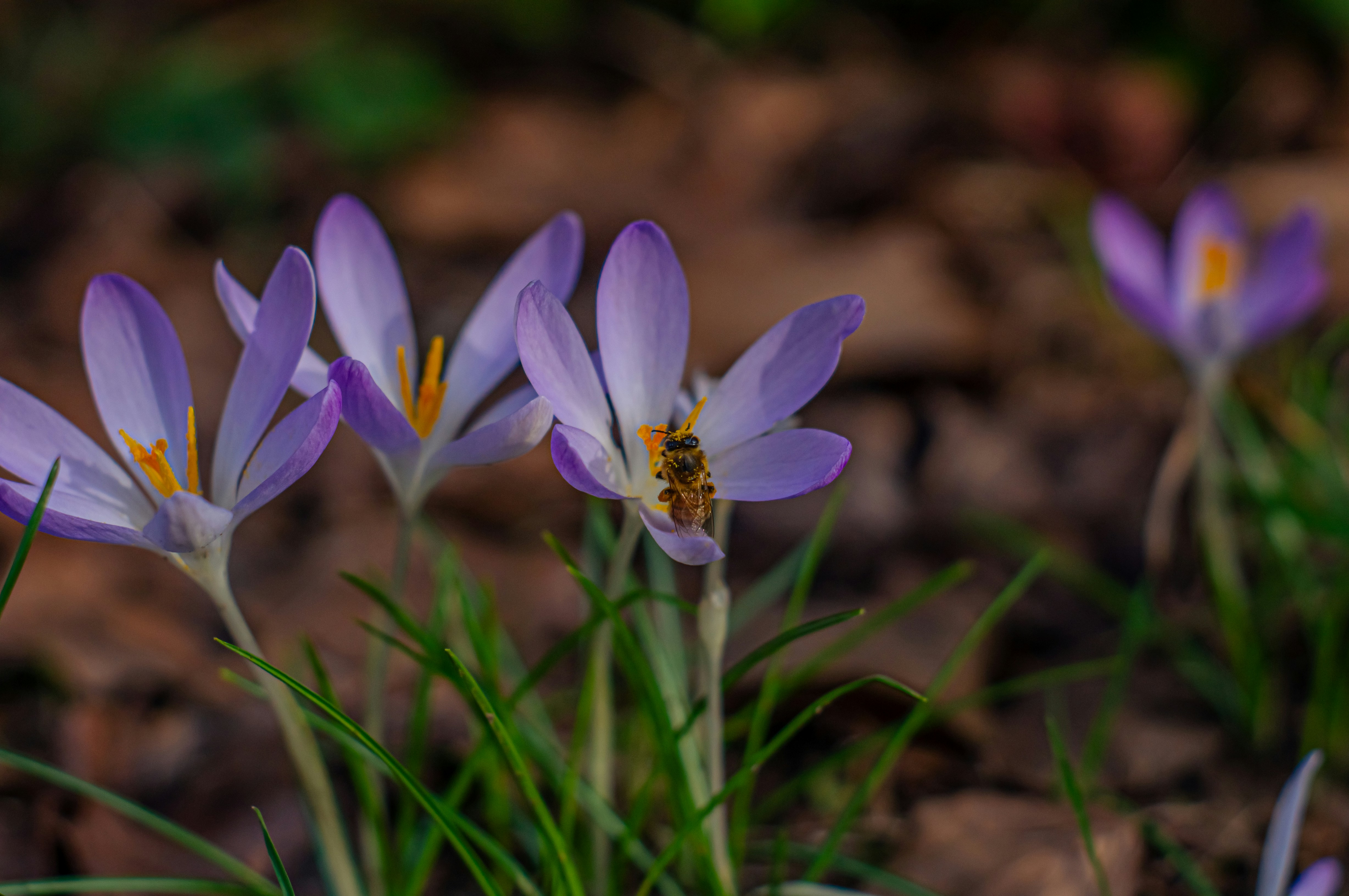 Photo by Lana with Sony Alpha 37