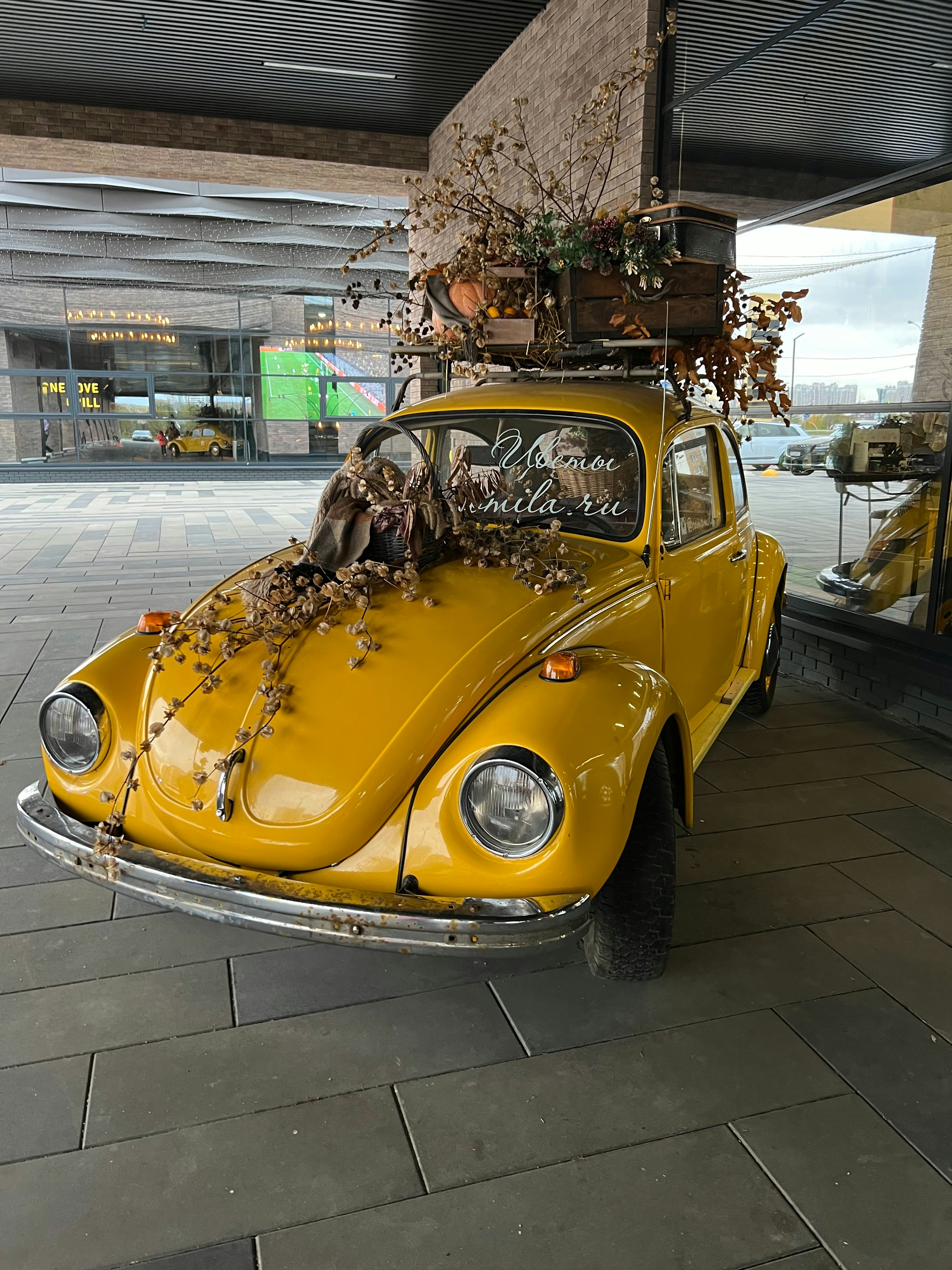 Golden Beetle Under a Rooftop Garden of Dried Blooms