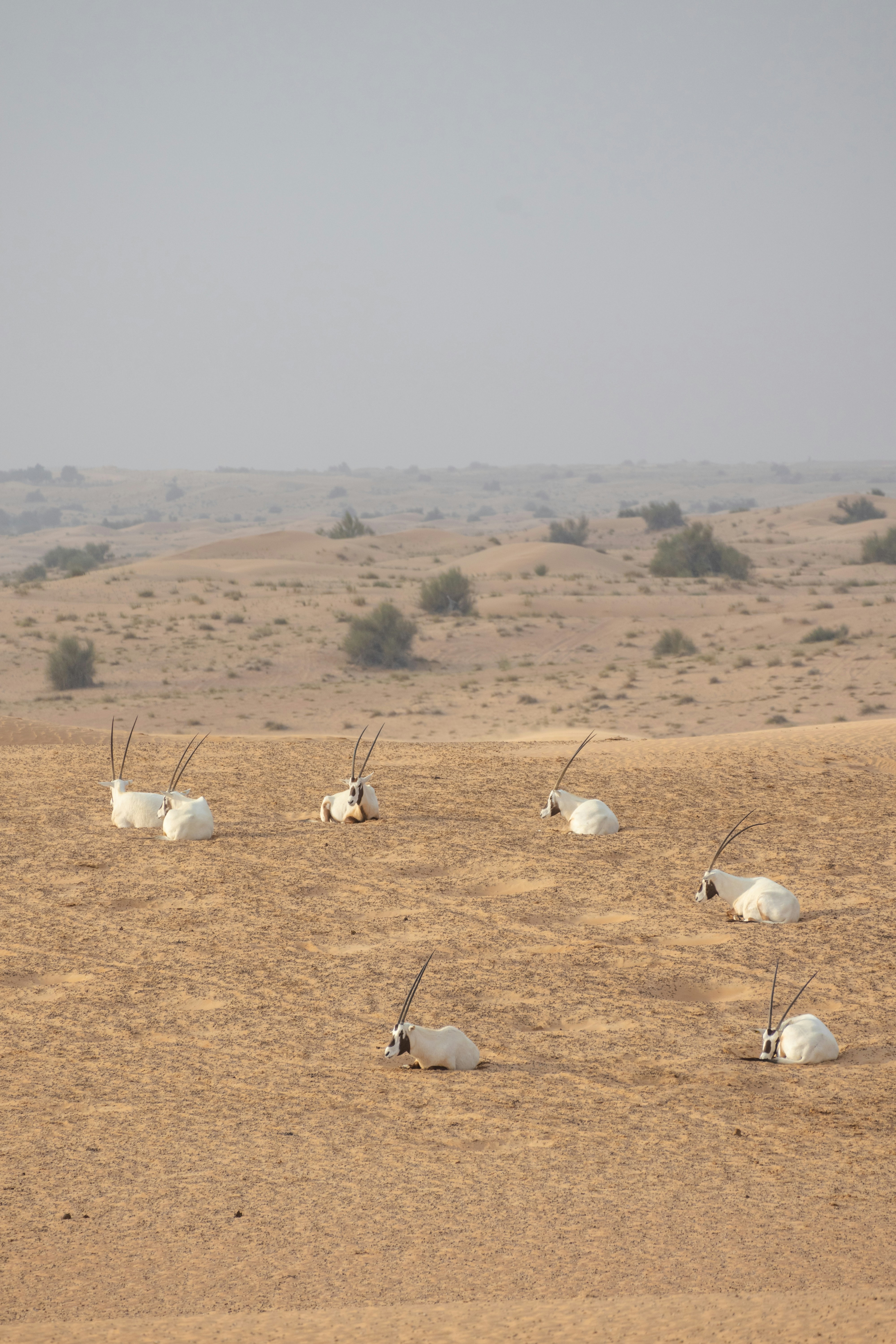 Desert hush: resting oryx punctuate the sunlit dunes under a pale desert sky