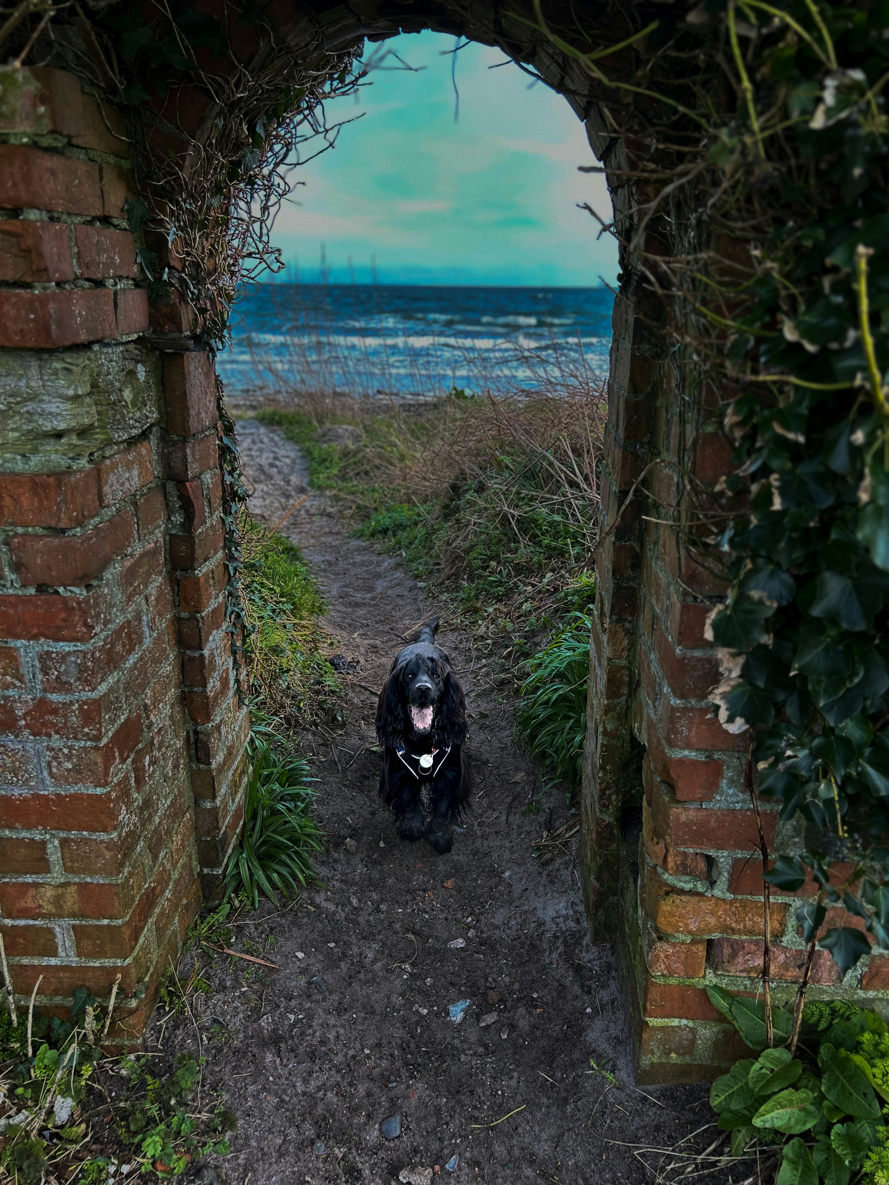 Archway Threshold: A Black Retriever Guards the Path to the Sea