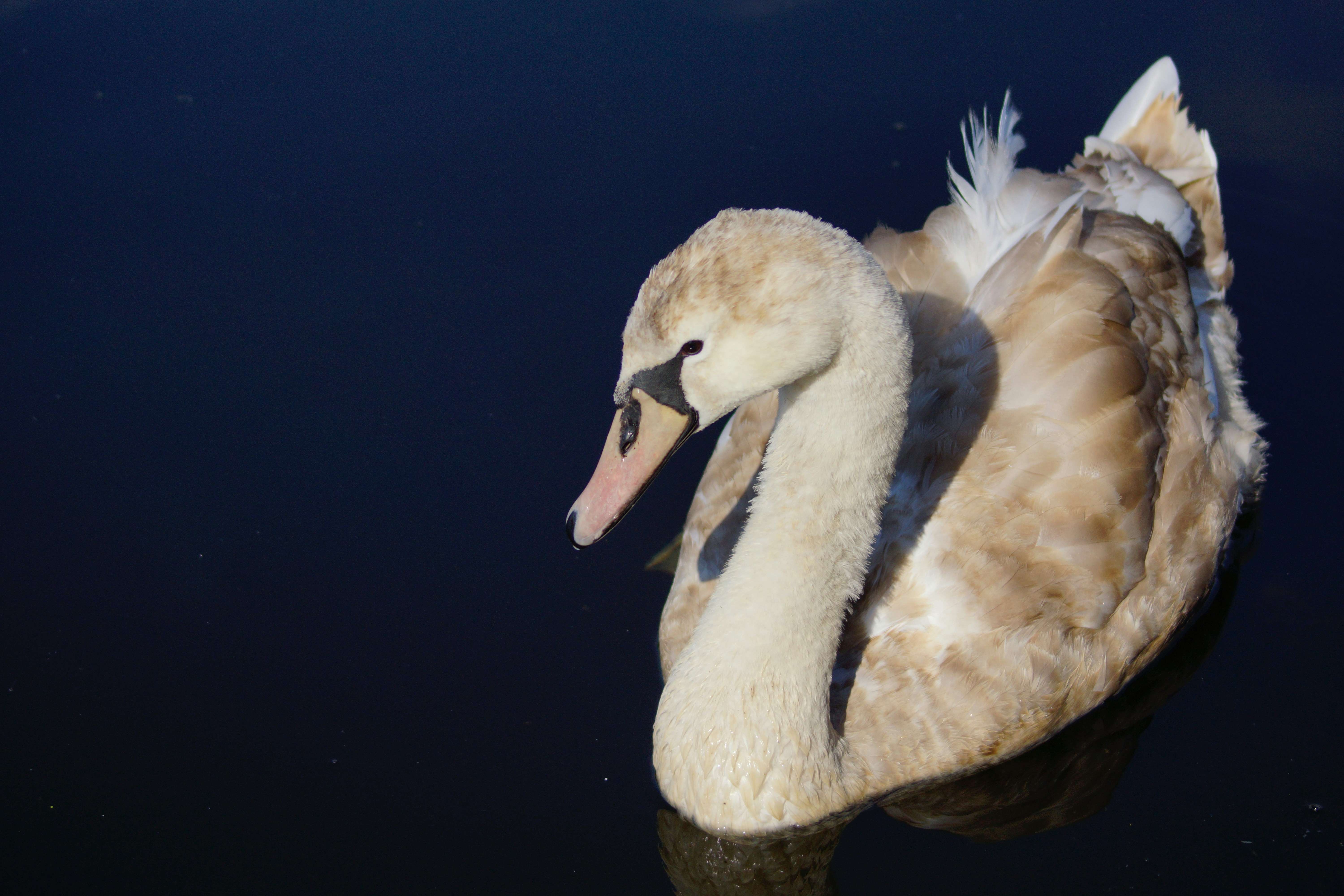 A white swan floating on top of a body of water photo – Free United ...