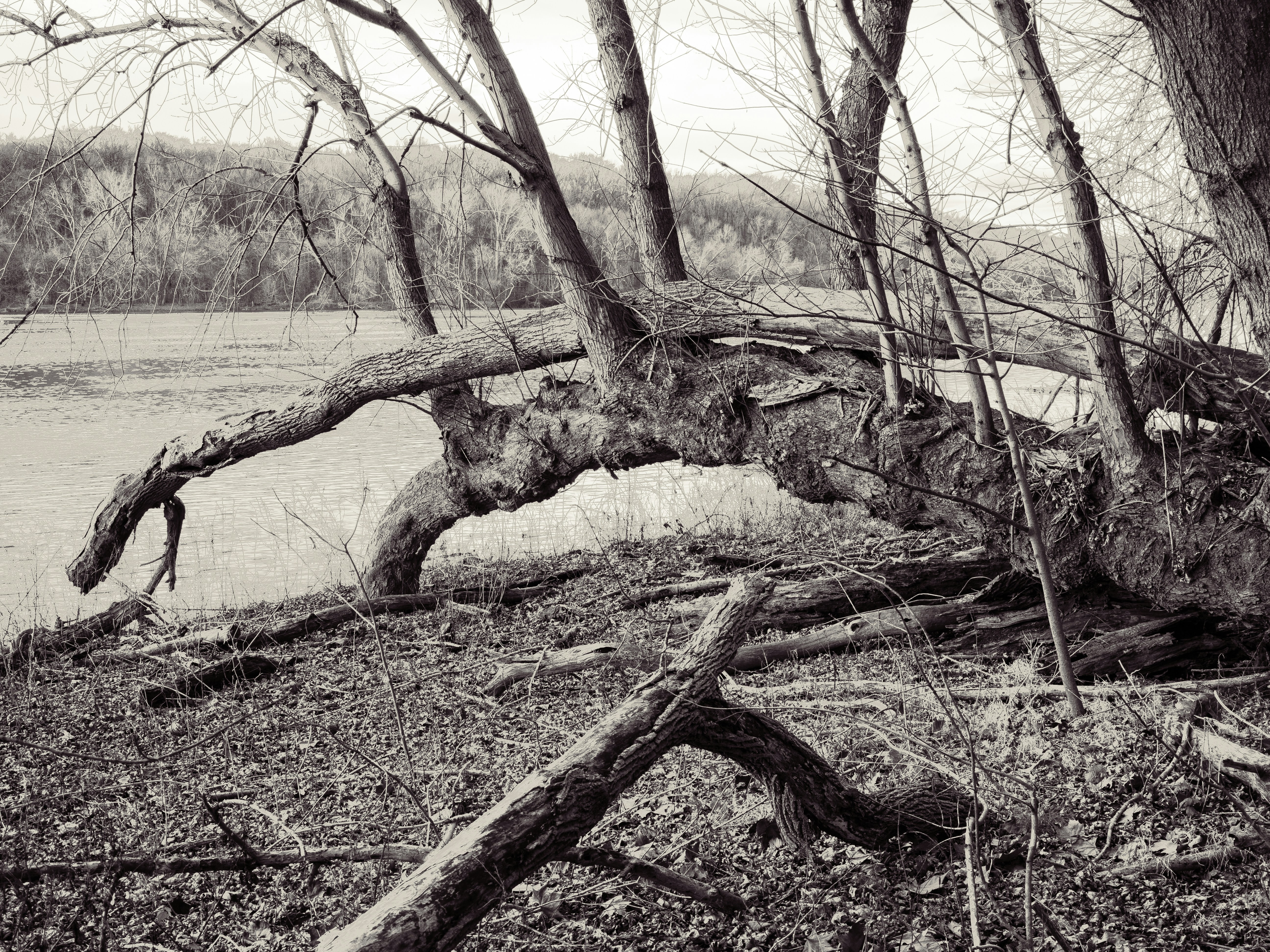 A fallen tree laying on the ground next to a river photo – Free Grey ...