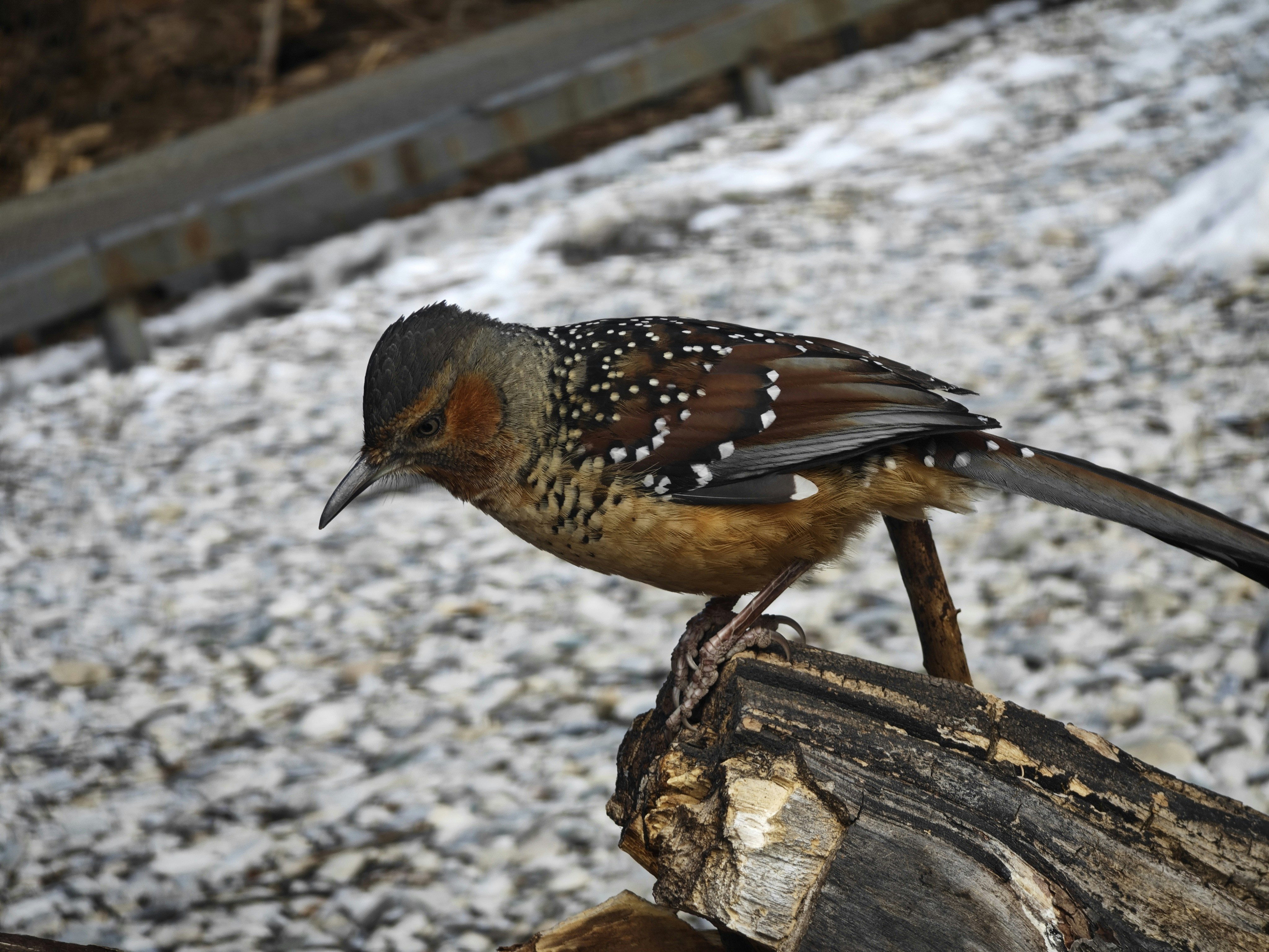 Dappled Perch: A Songbird on a Weathered Log by Gravel and Snow