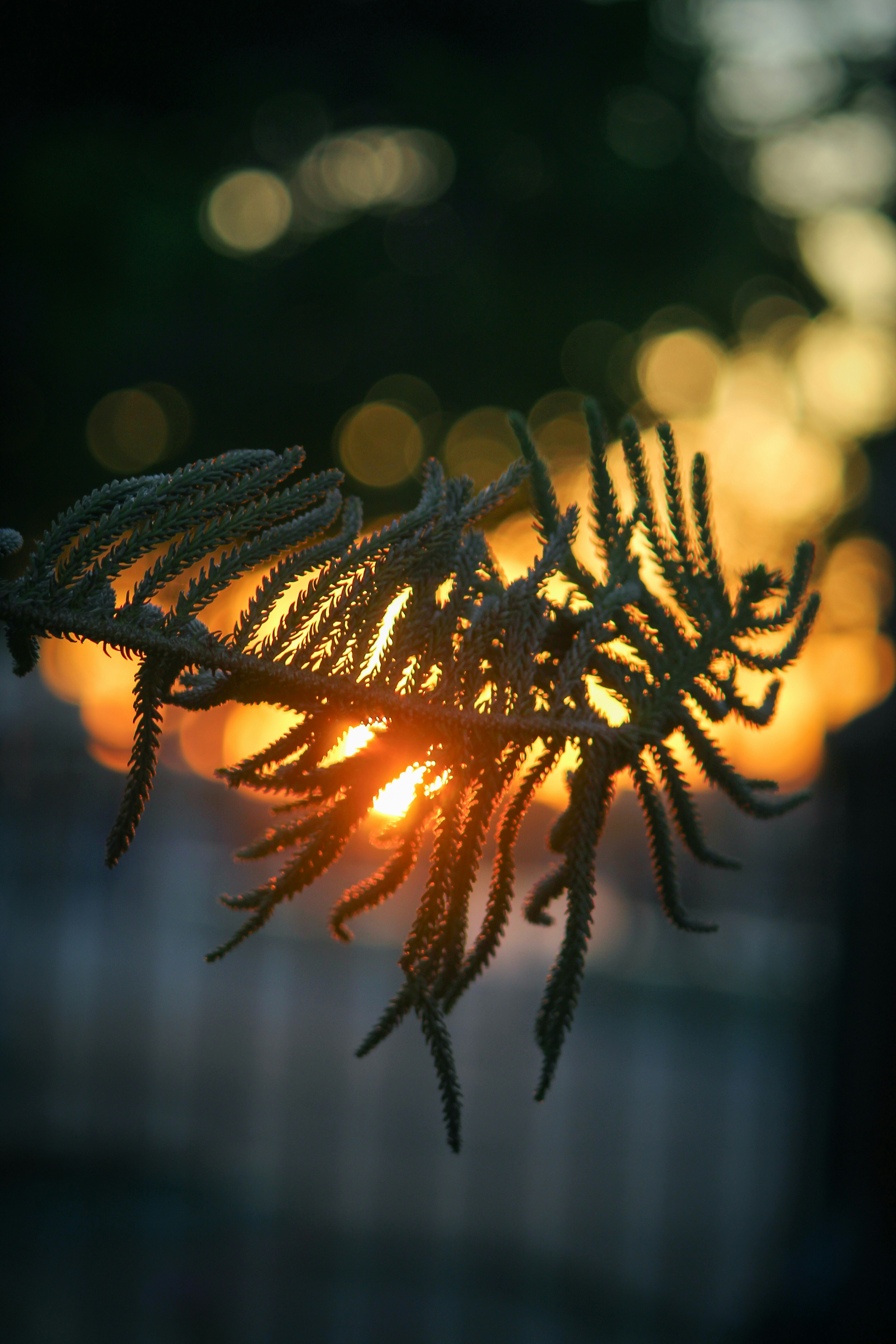 Ember Backlight Through Frosted Pine Needles