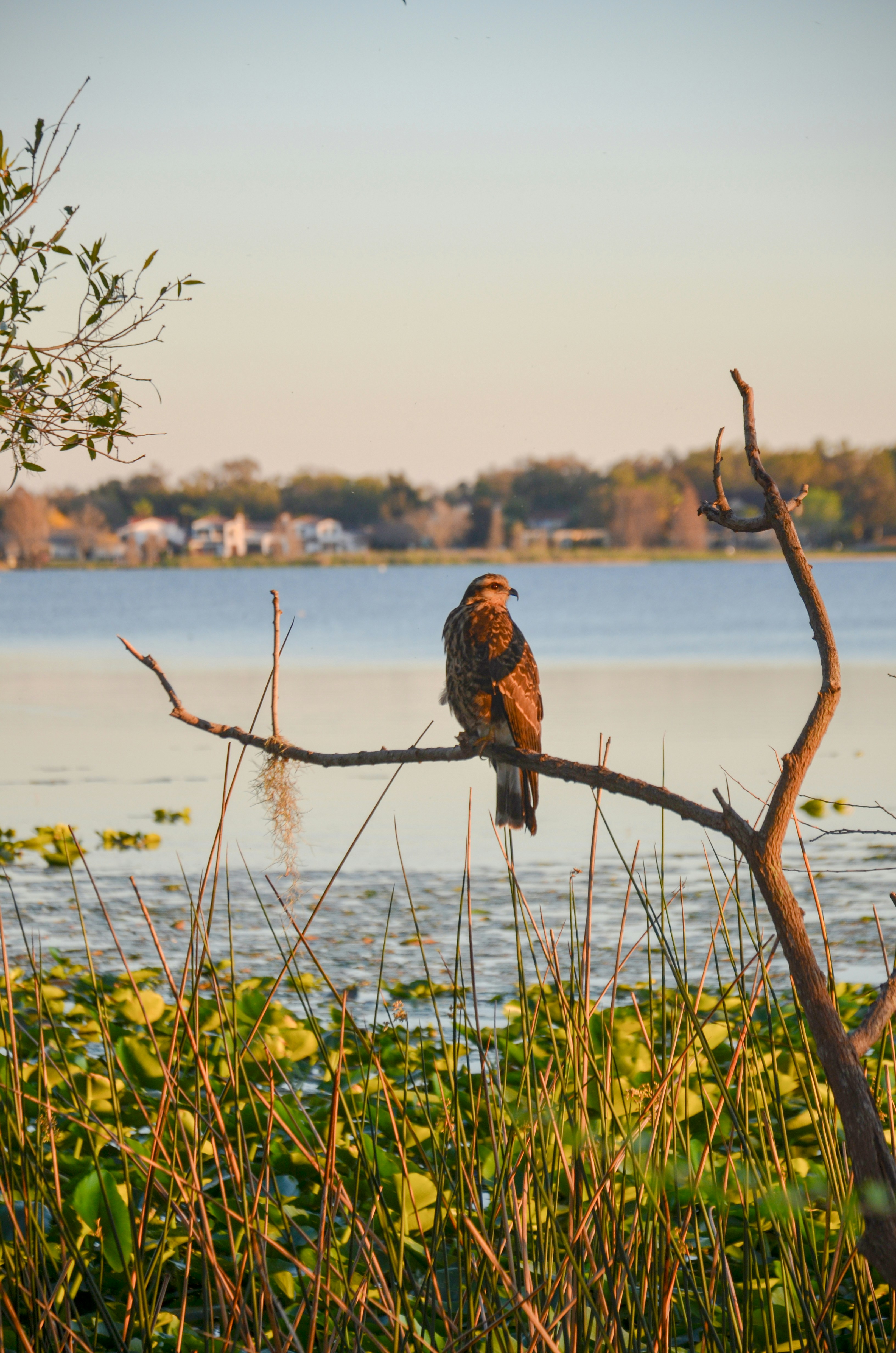 Amber Light on a Lakeside Hawk Perching on a Weathered Branch