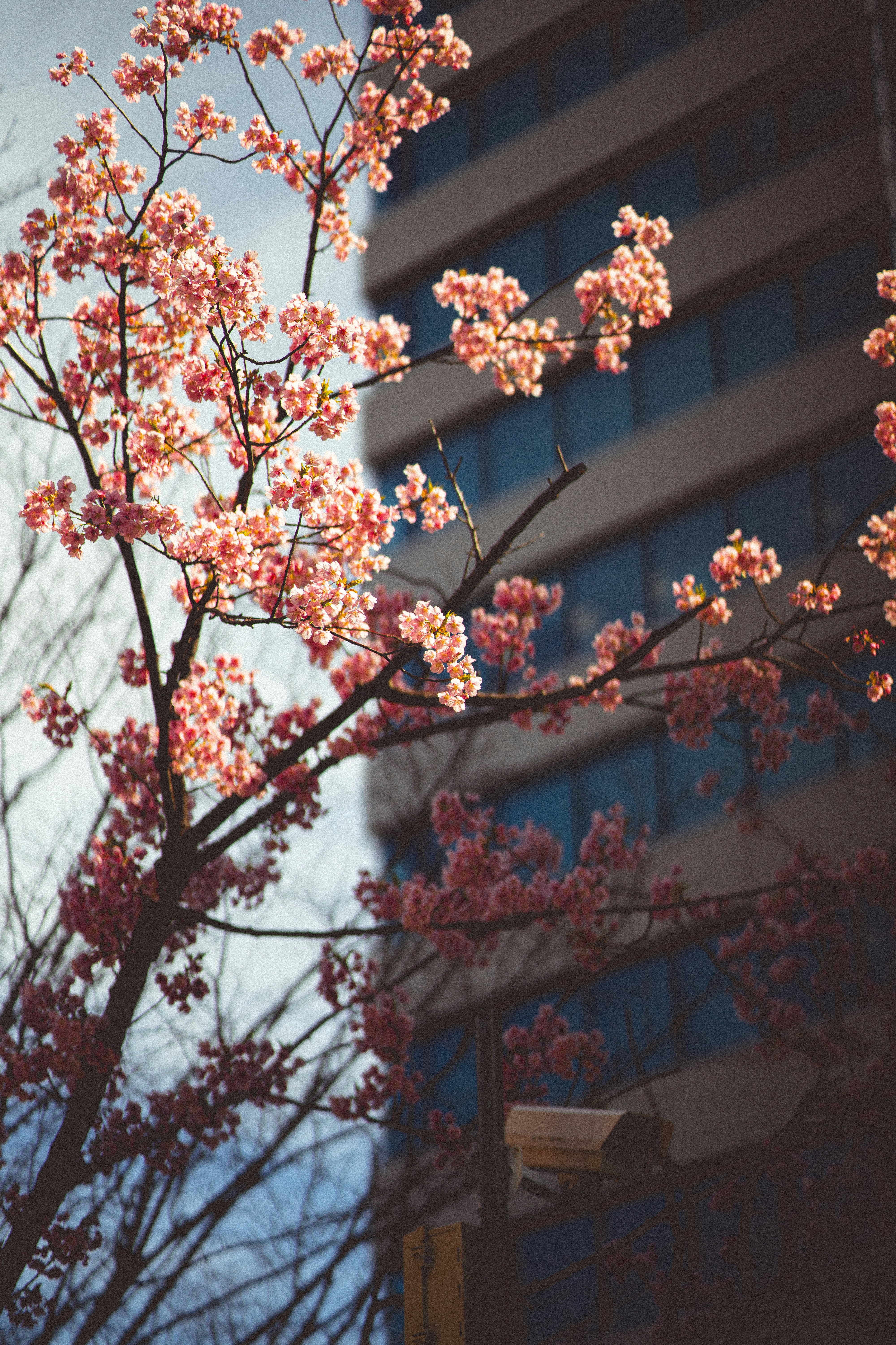 A sakura tree blooming early, located in Shibuya, Tokyo