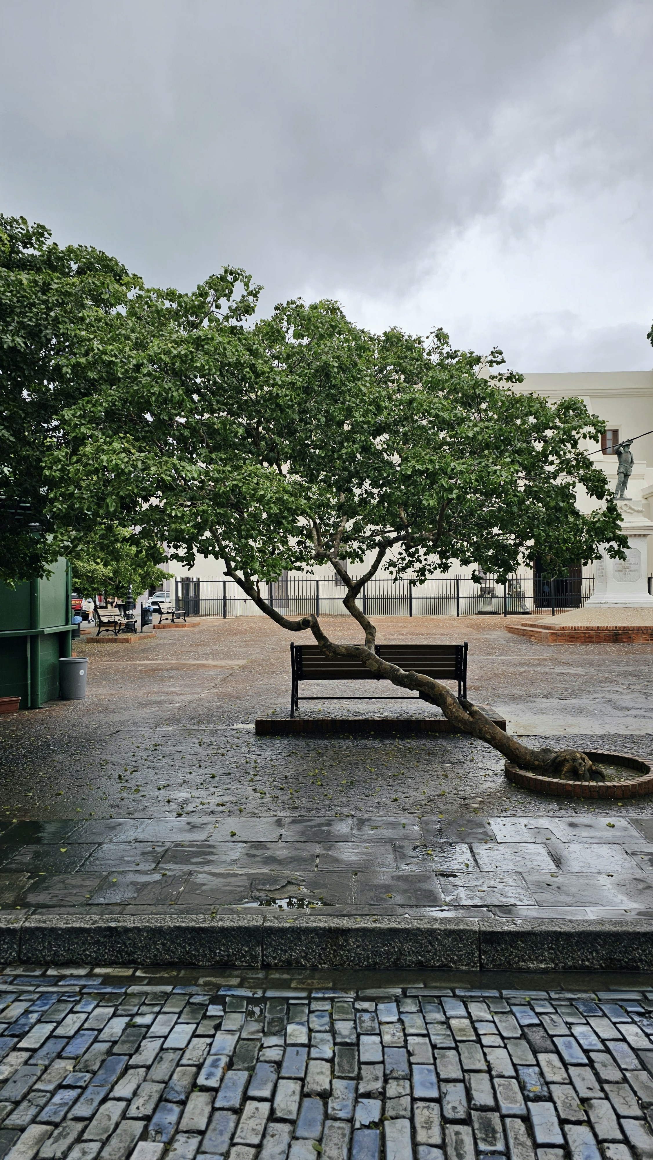 A tree leaning over a bench on a rainy day photo – Free Path Image on ...