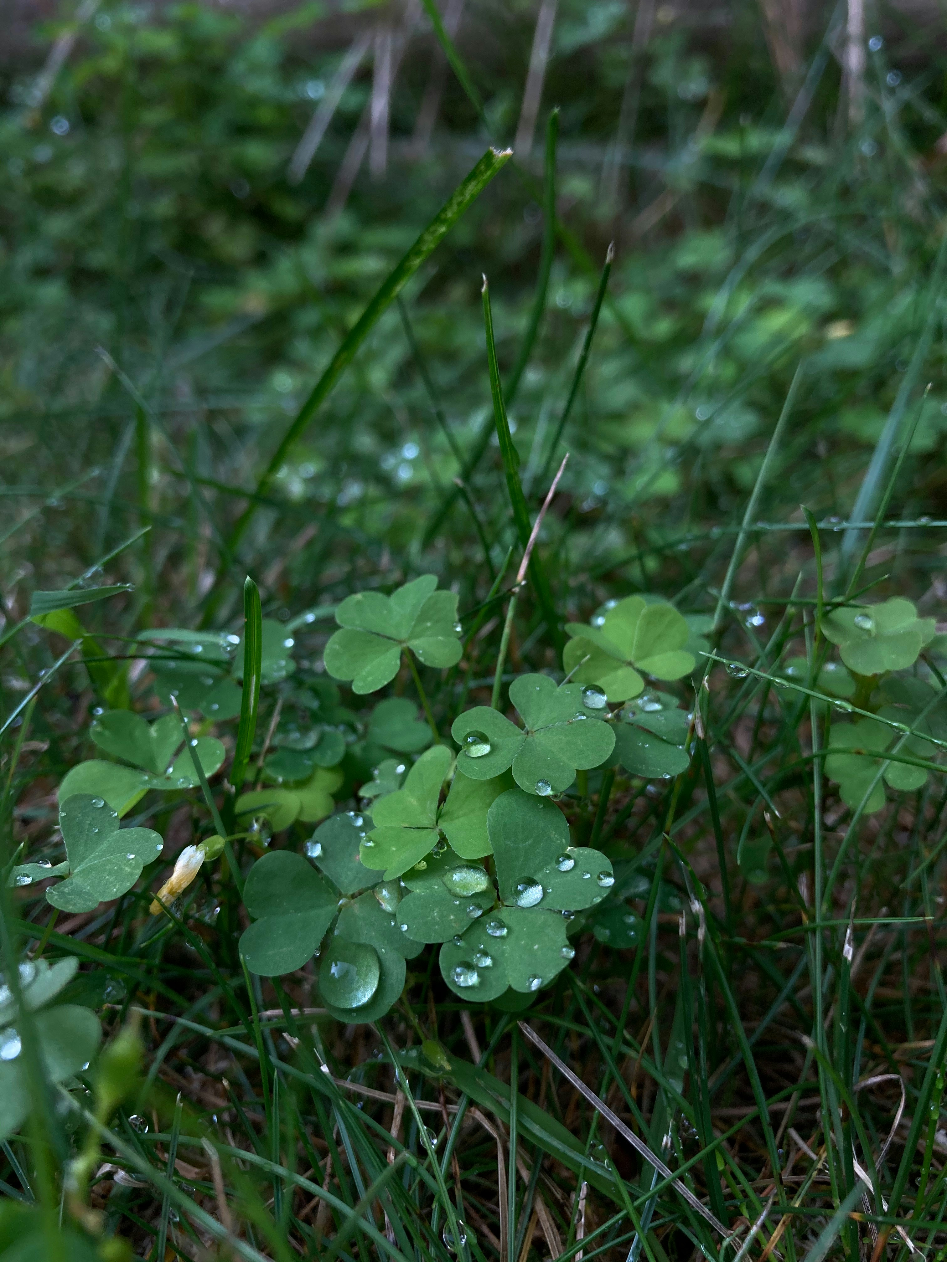 Dew-Kissed Clover Among Quiet Grass