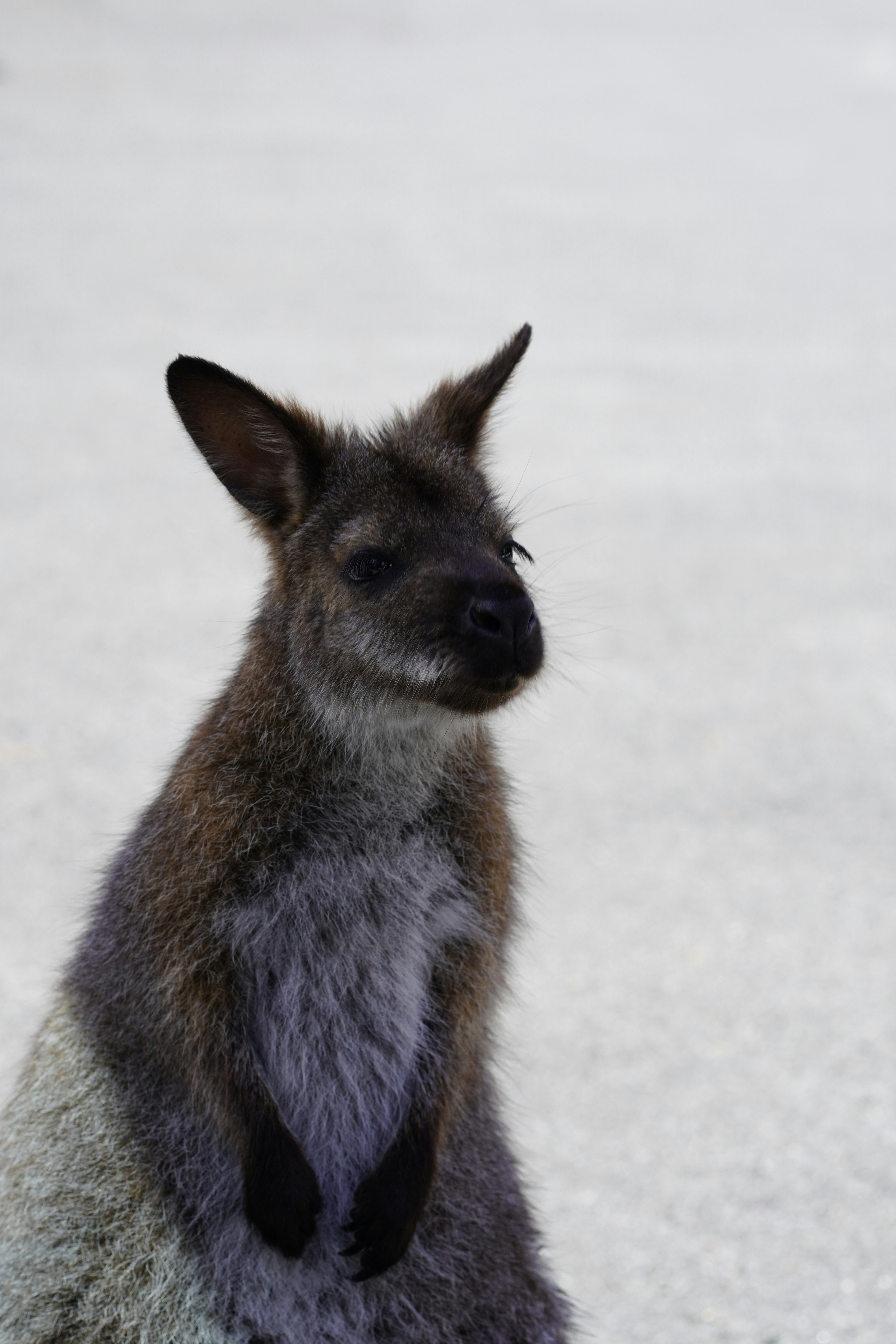 Curious Wallaby Portrait on a Quiet Gravel Plain