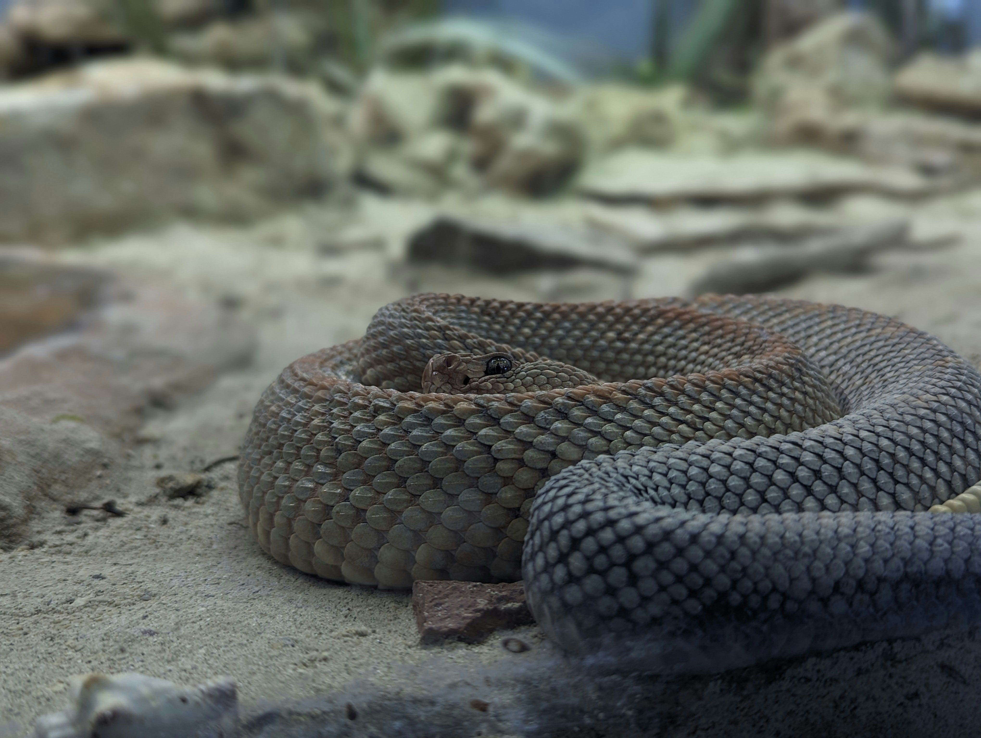 Serpent's Serenity in a Rocky Realm