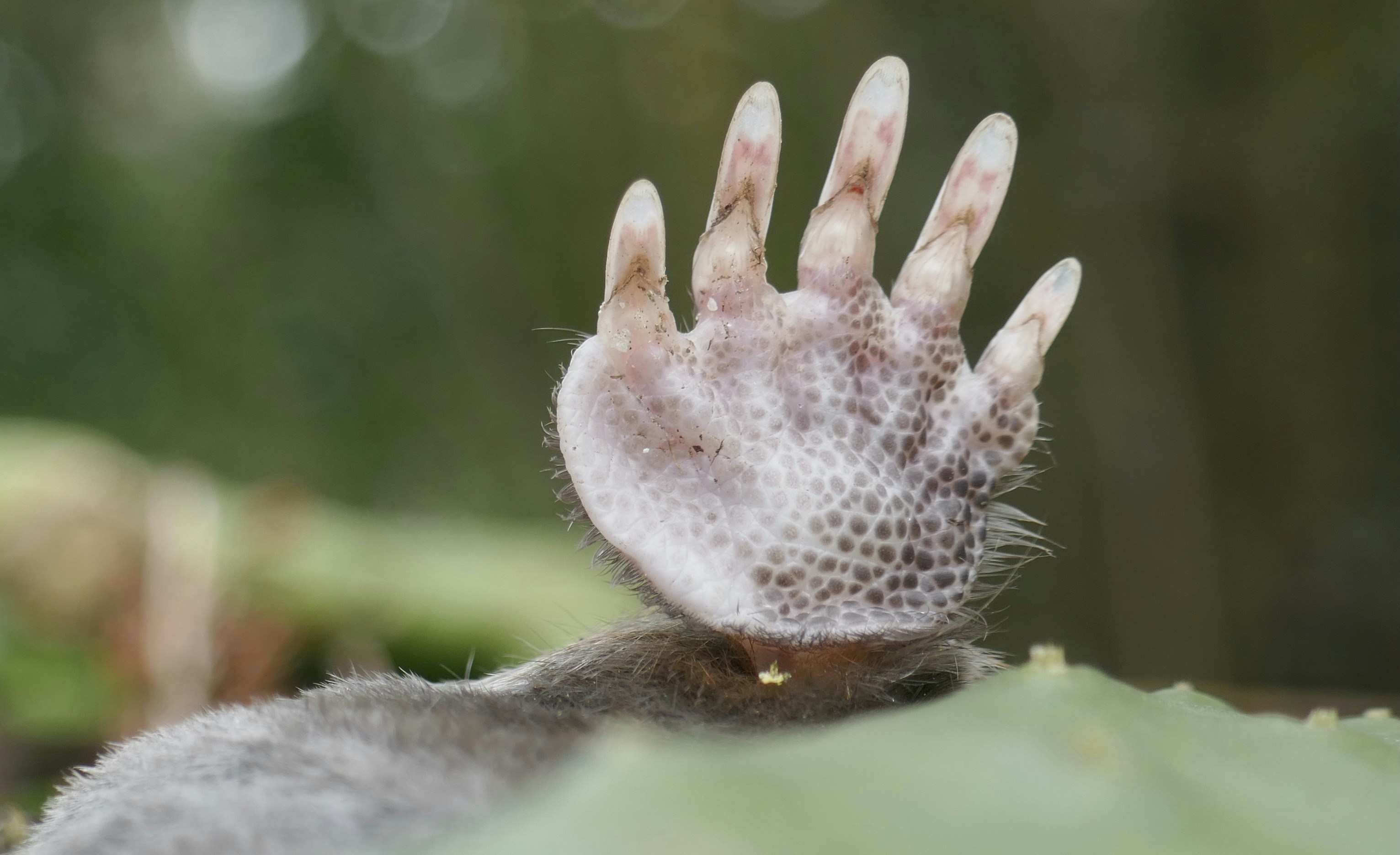 Close-up of a pale, spotted five-toed paw raised above a leaf, with soft fur at the base and a blurred green background.