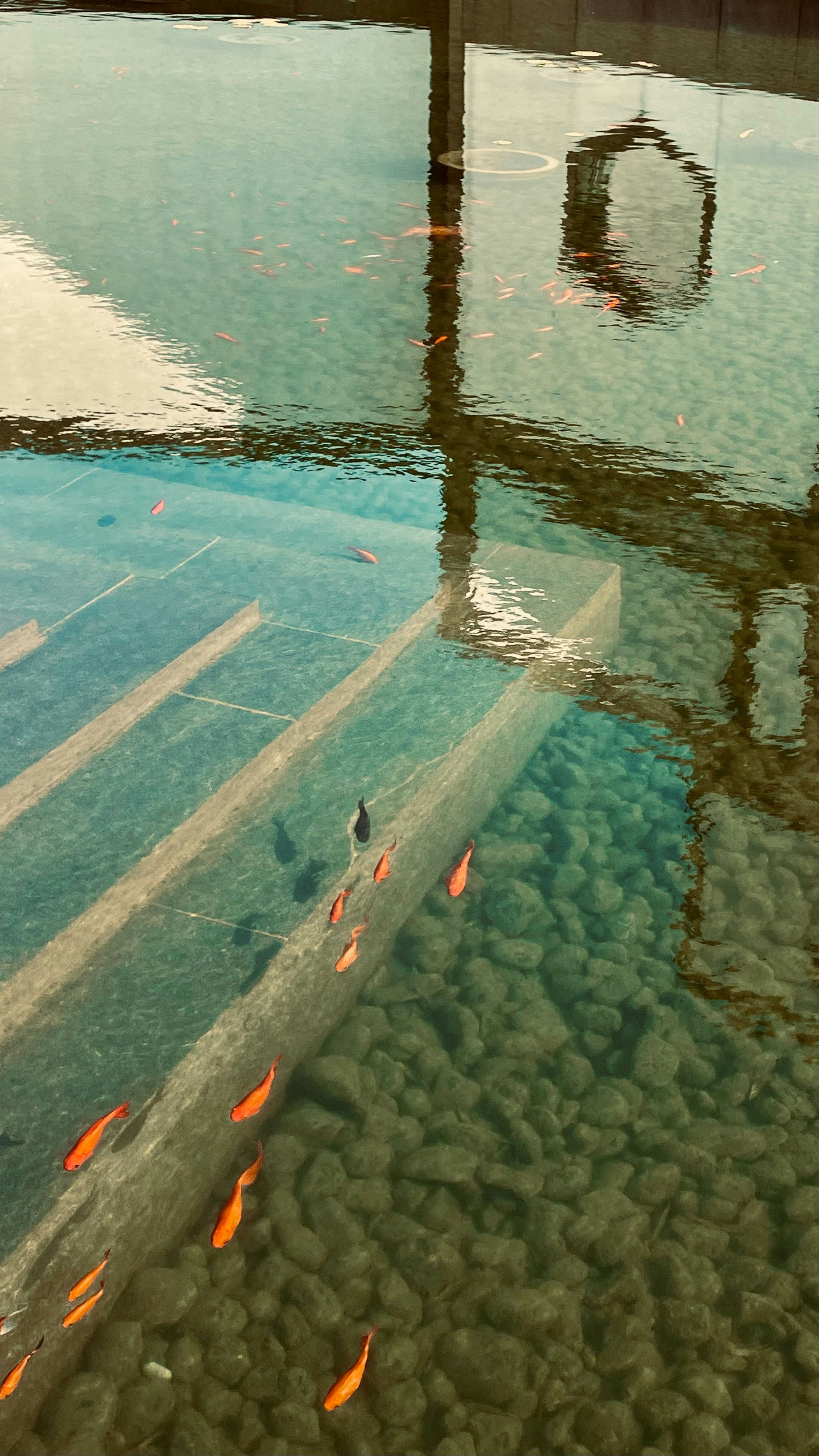 Foto zum Thema Eine Gruppe von Fischen, die in einem Gewässer schwimmen ...