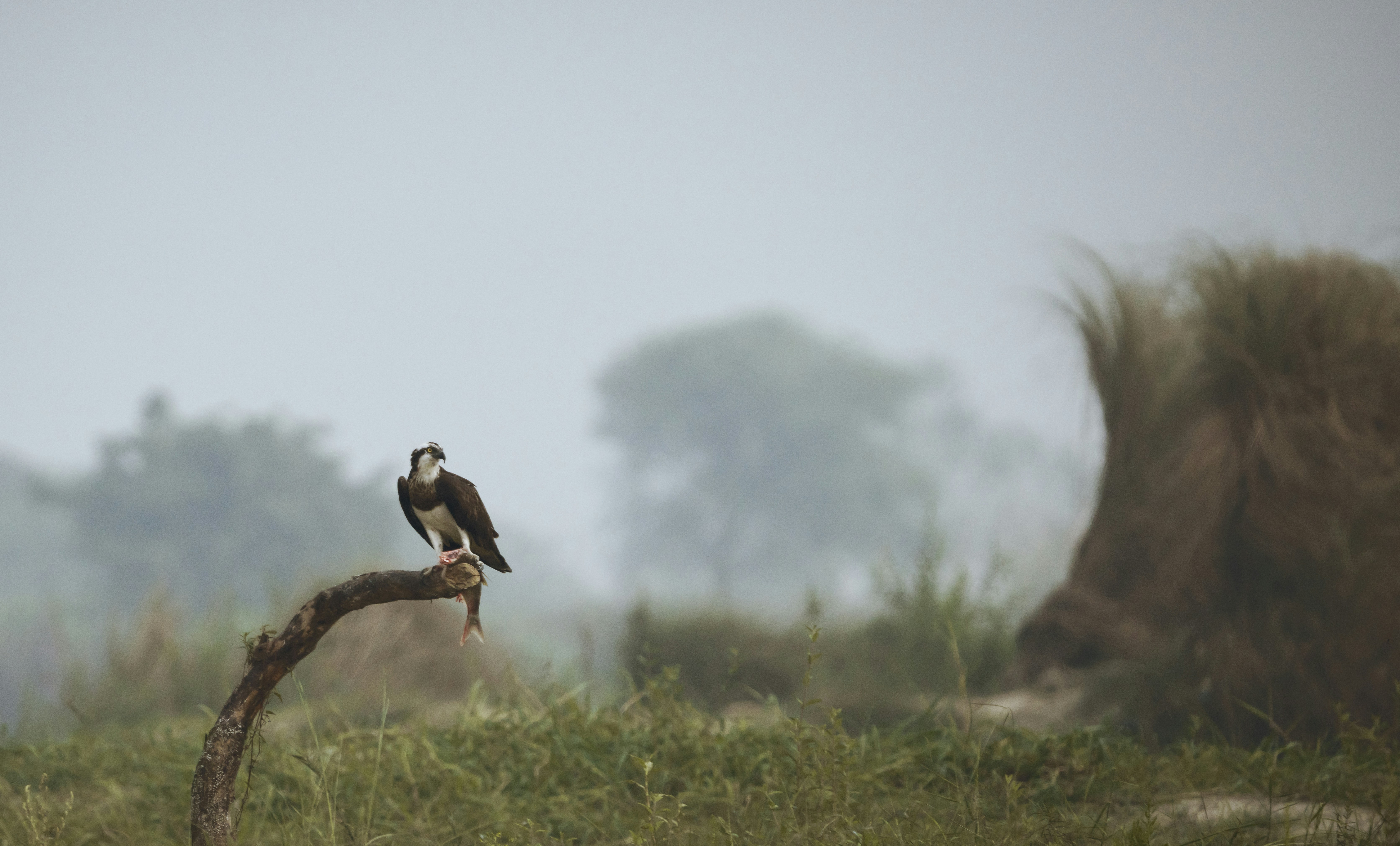 Perched on a Curved Branch, the Osprey Scans the Field
