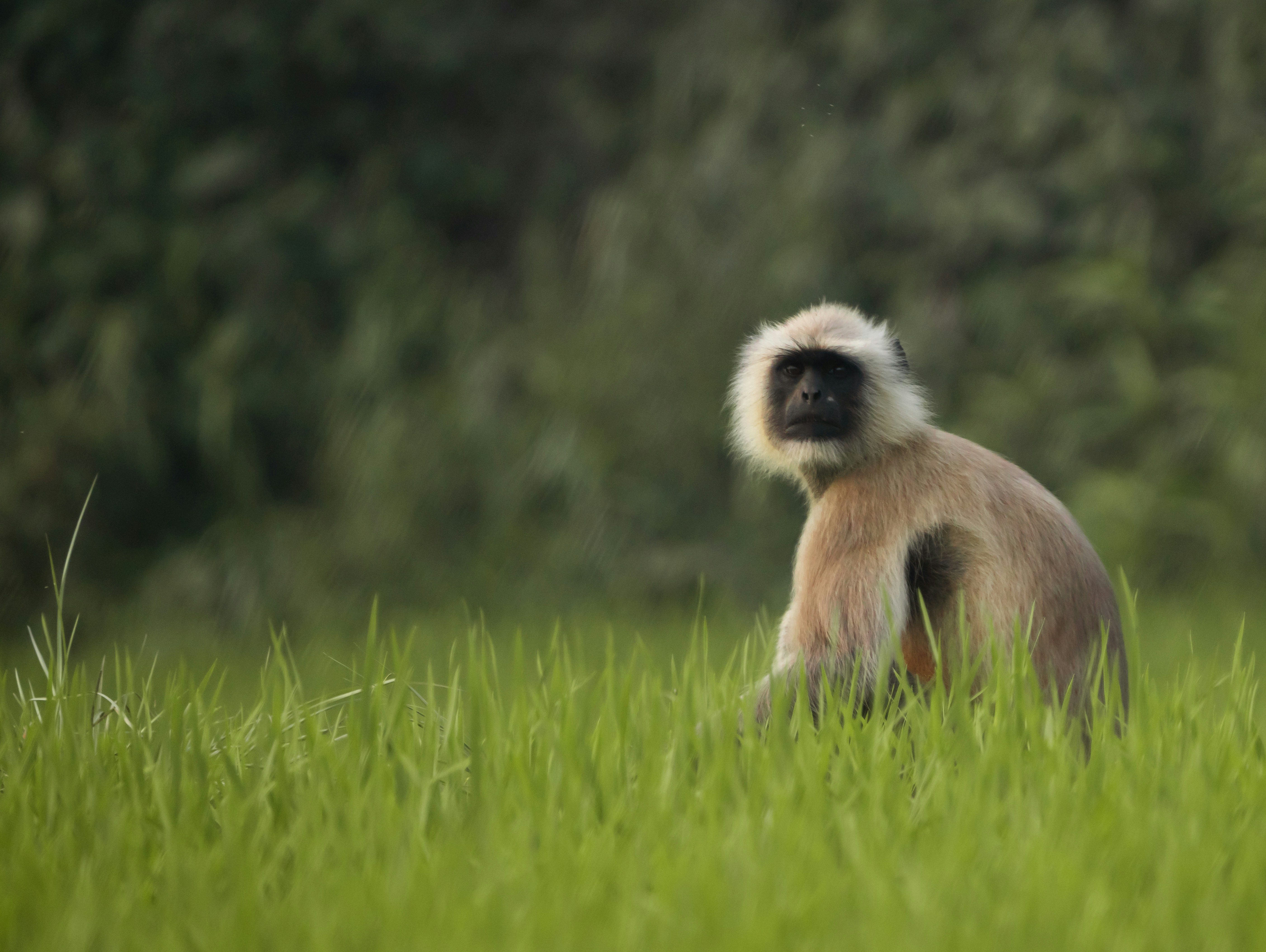 Langur