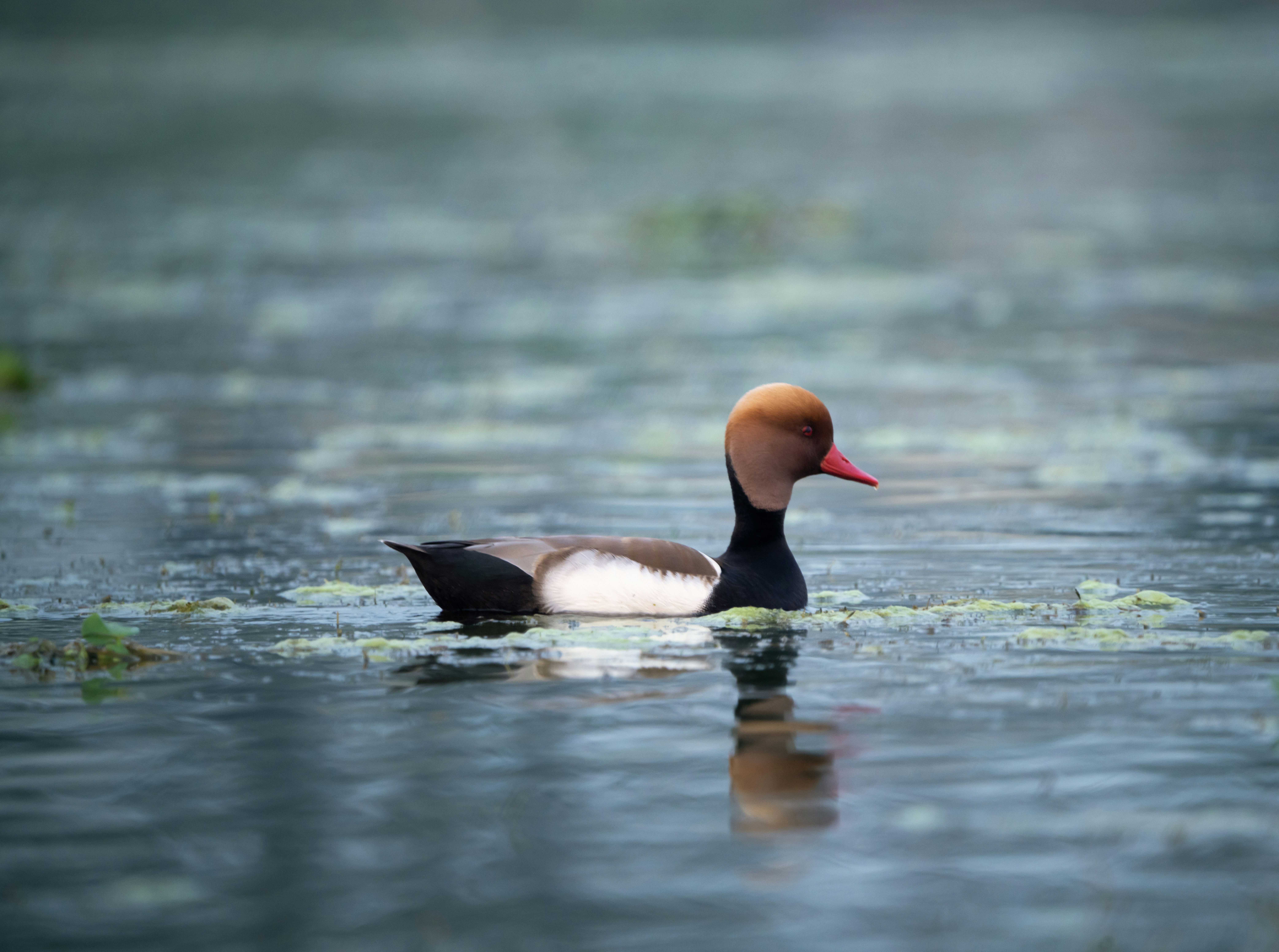 Red-billed Grebe in Quiet Lemnoid Waters