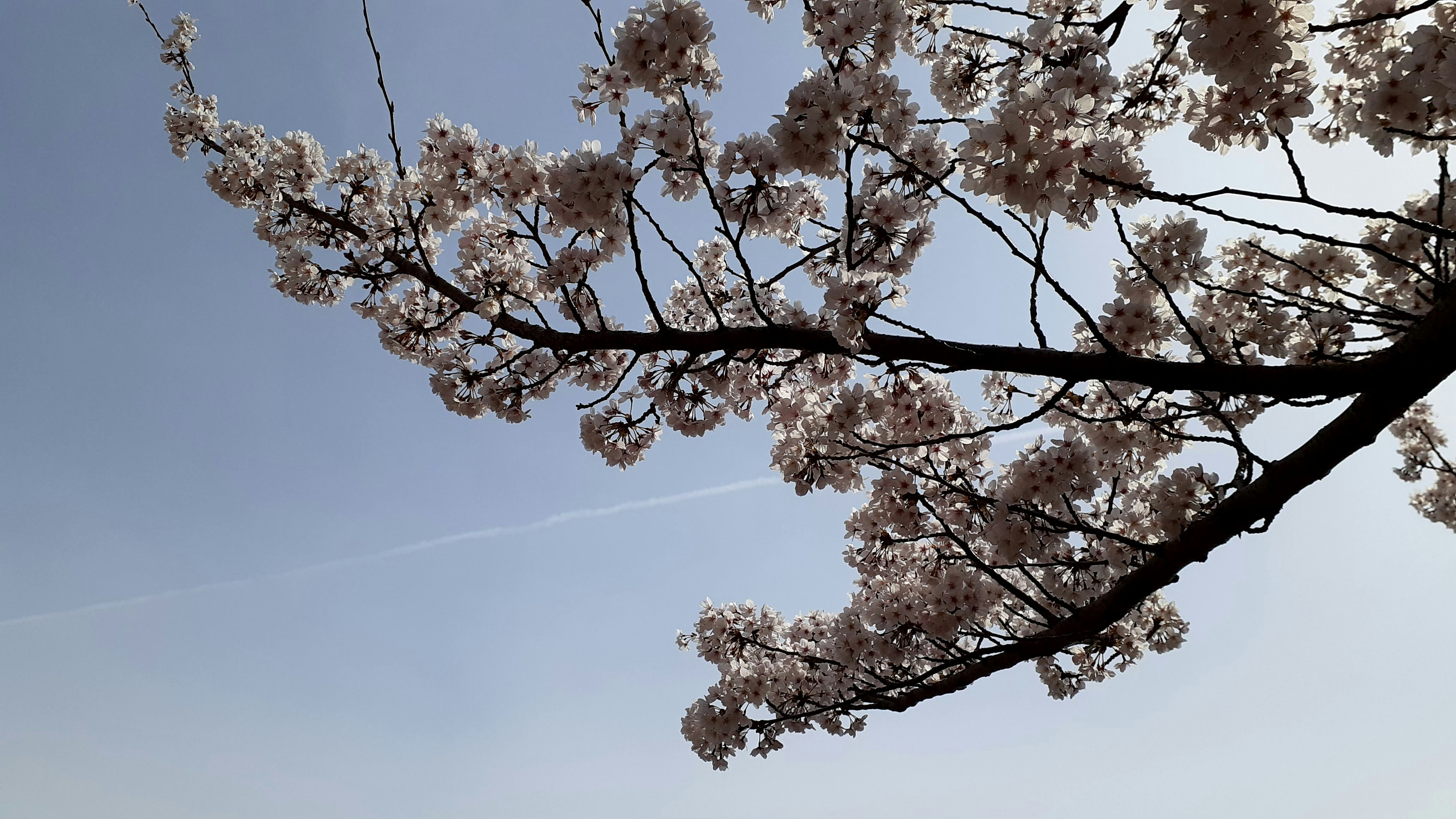 Cherry blossoms cling to a dark branch streaking across a clear blue sky.