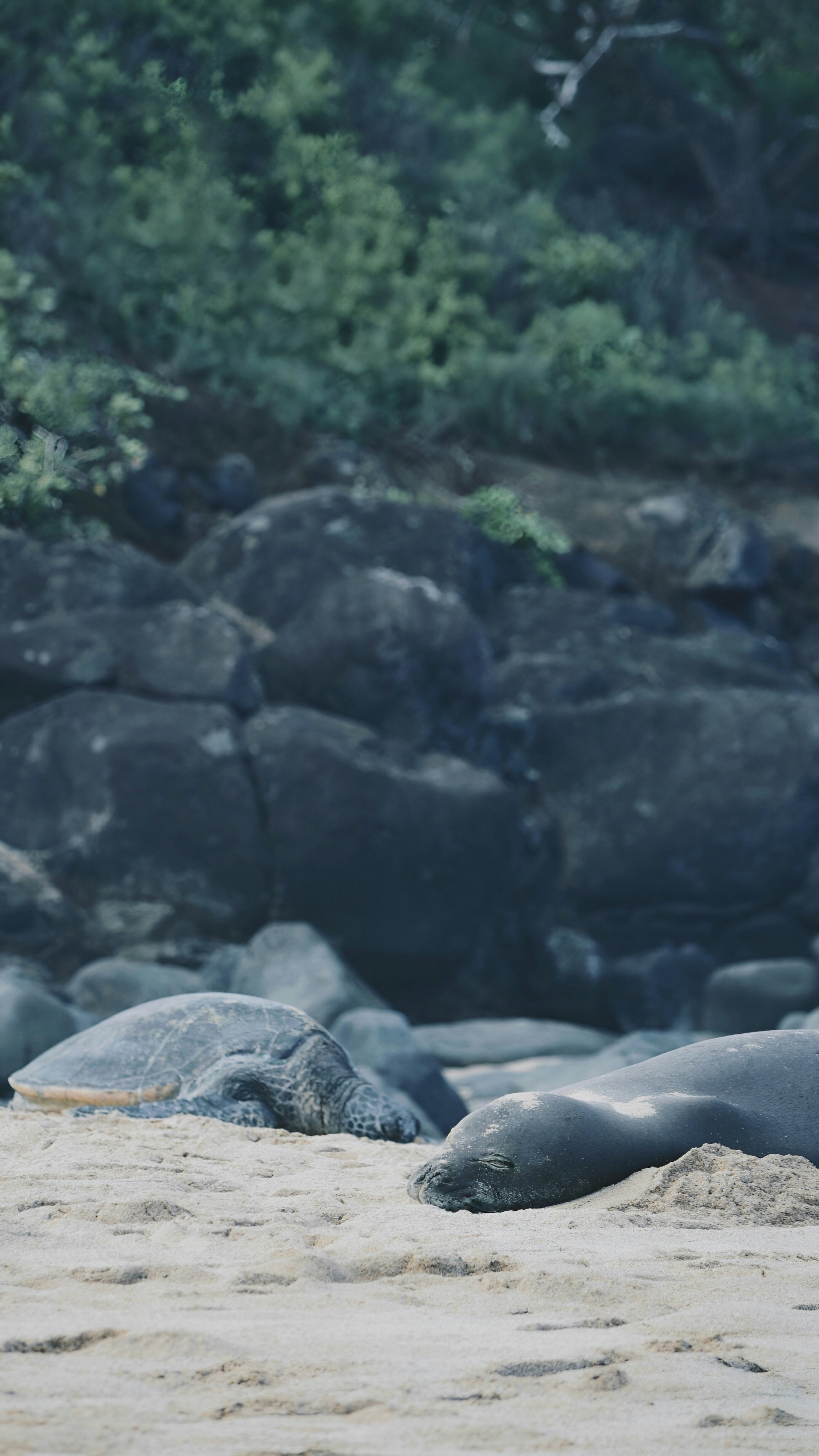 A couple of animals laying on top of a sandy beach photo – Free Grey ...