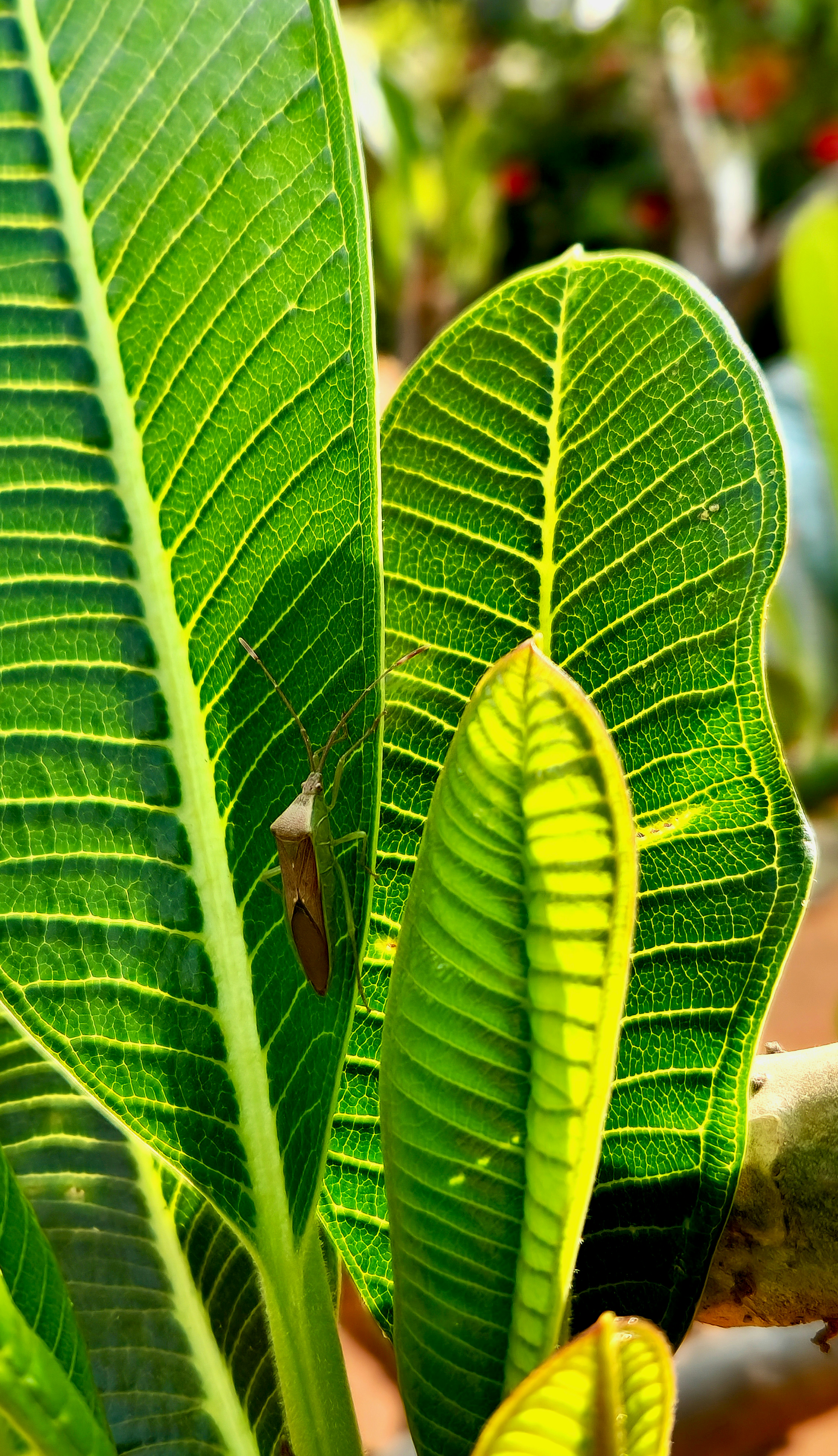 Green Vein: A Close-Up of Verdant Leaves and a Hidden Insect