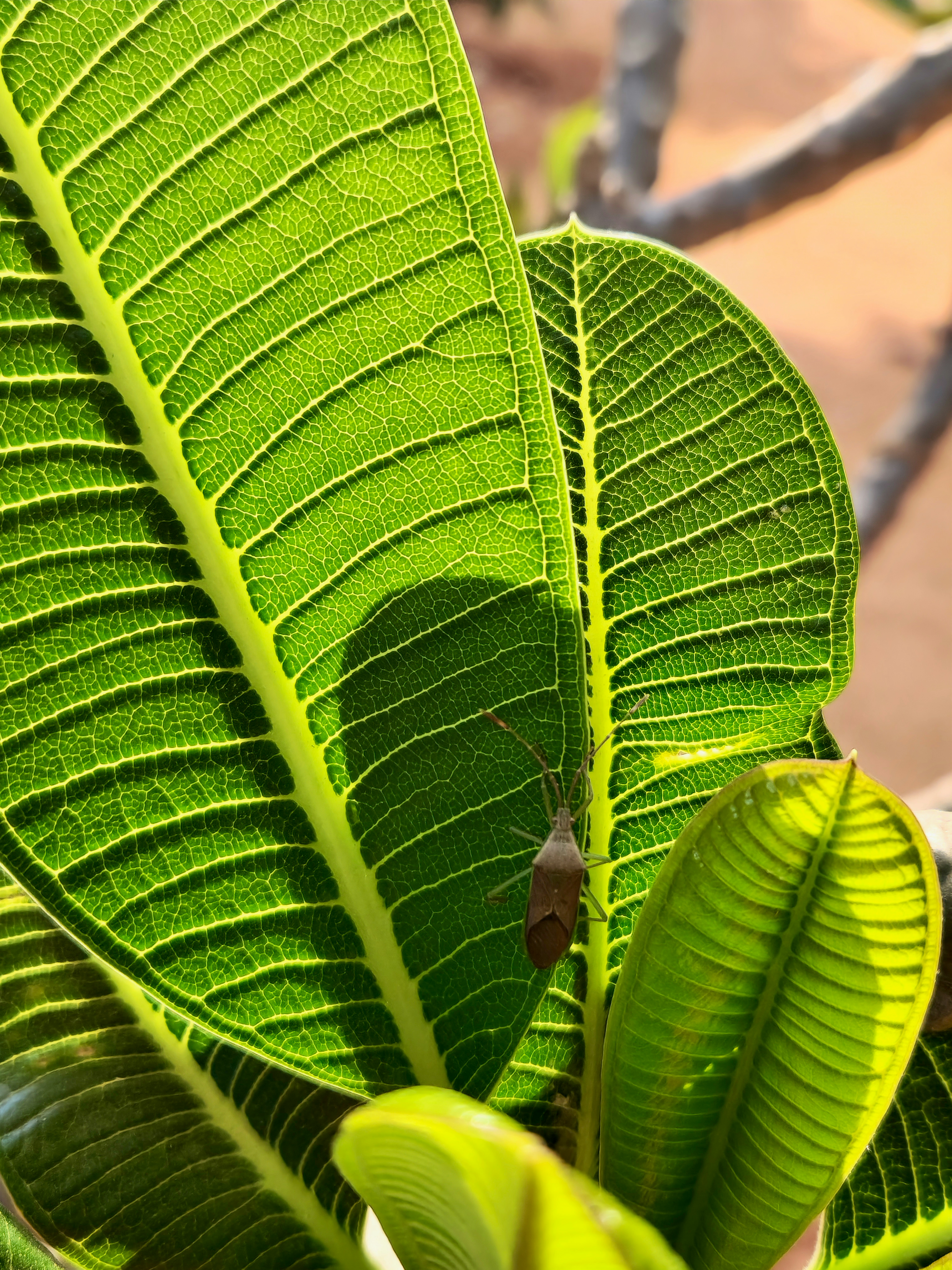 Veined Sentinel: A Tiny Scale Insect on Emerald Veins