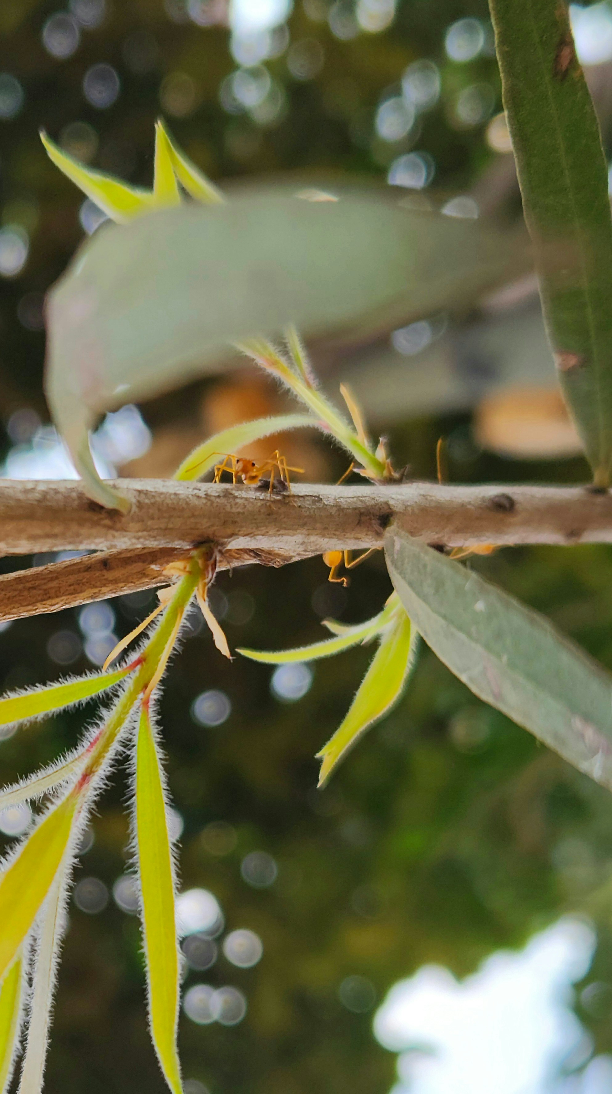 Amber Ant Crossing a Sunlit Twig