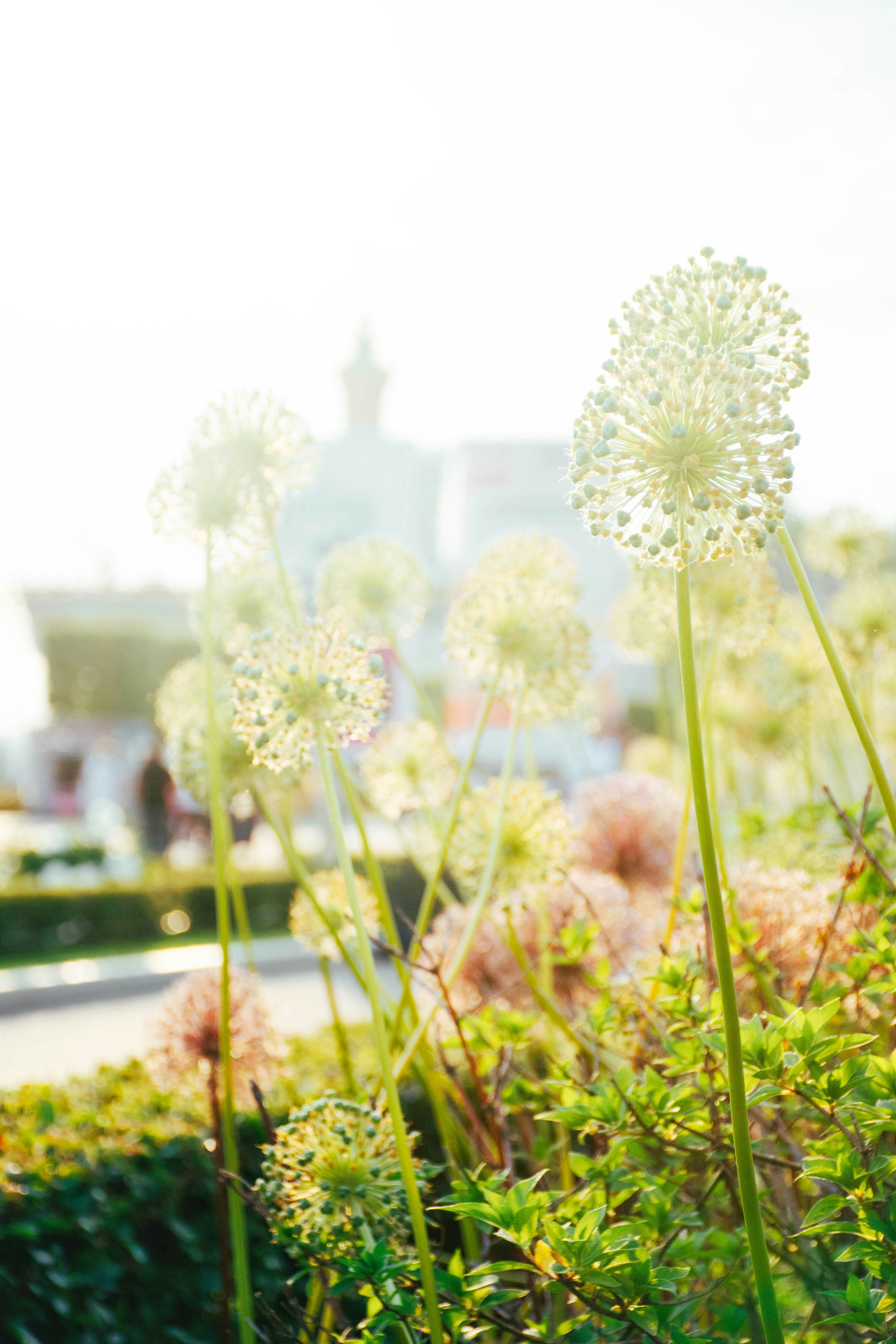Haloed Allium Orbs in a Sun-Washed Garden
