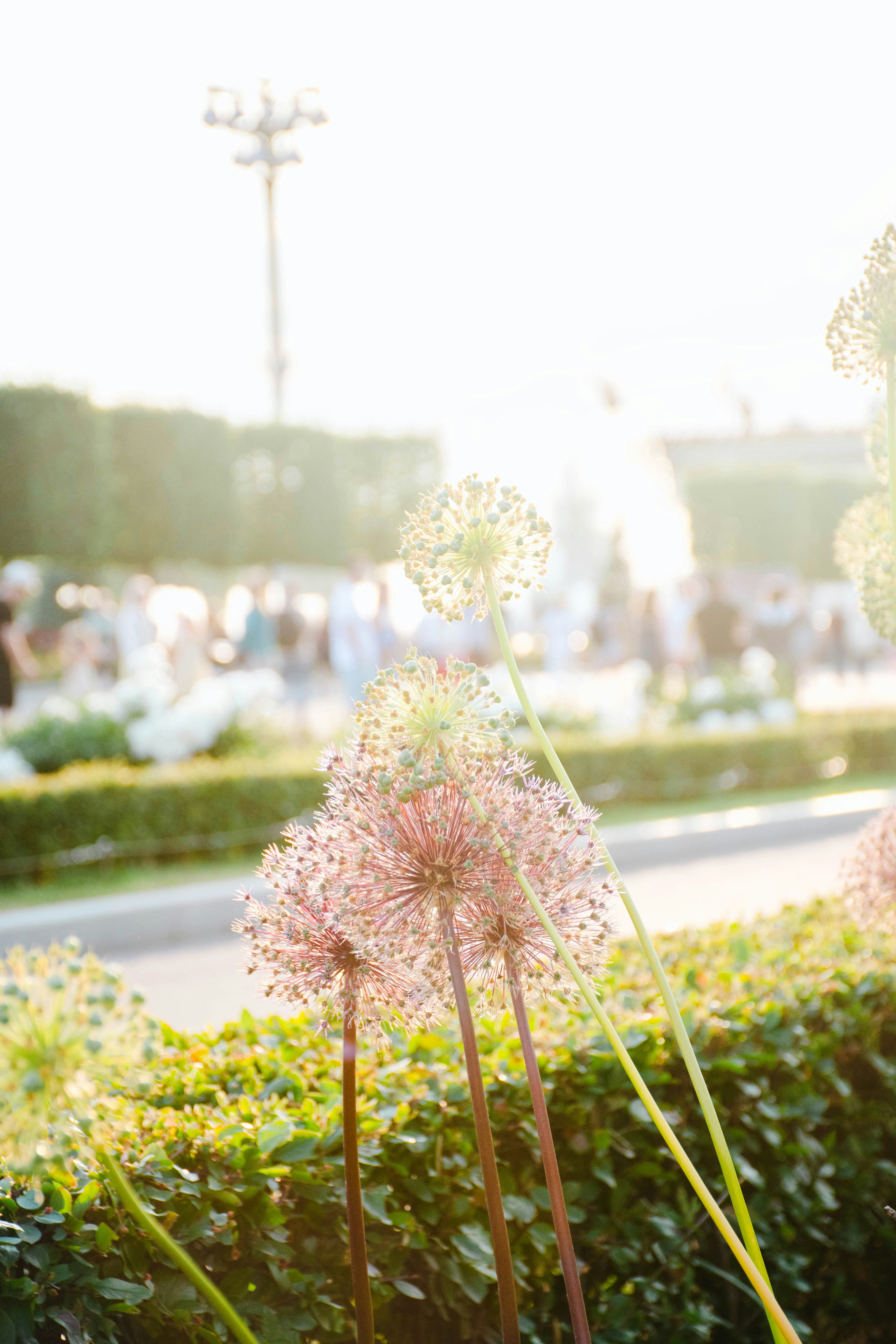 Sun-Drenched Alliums: Quiet Focus in a Bustling Park