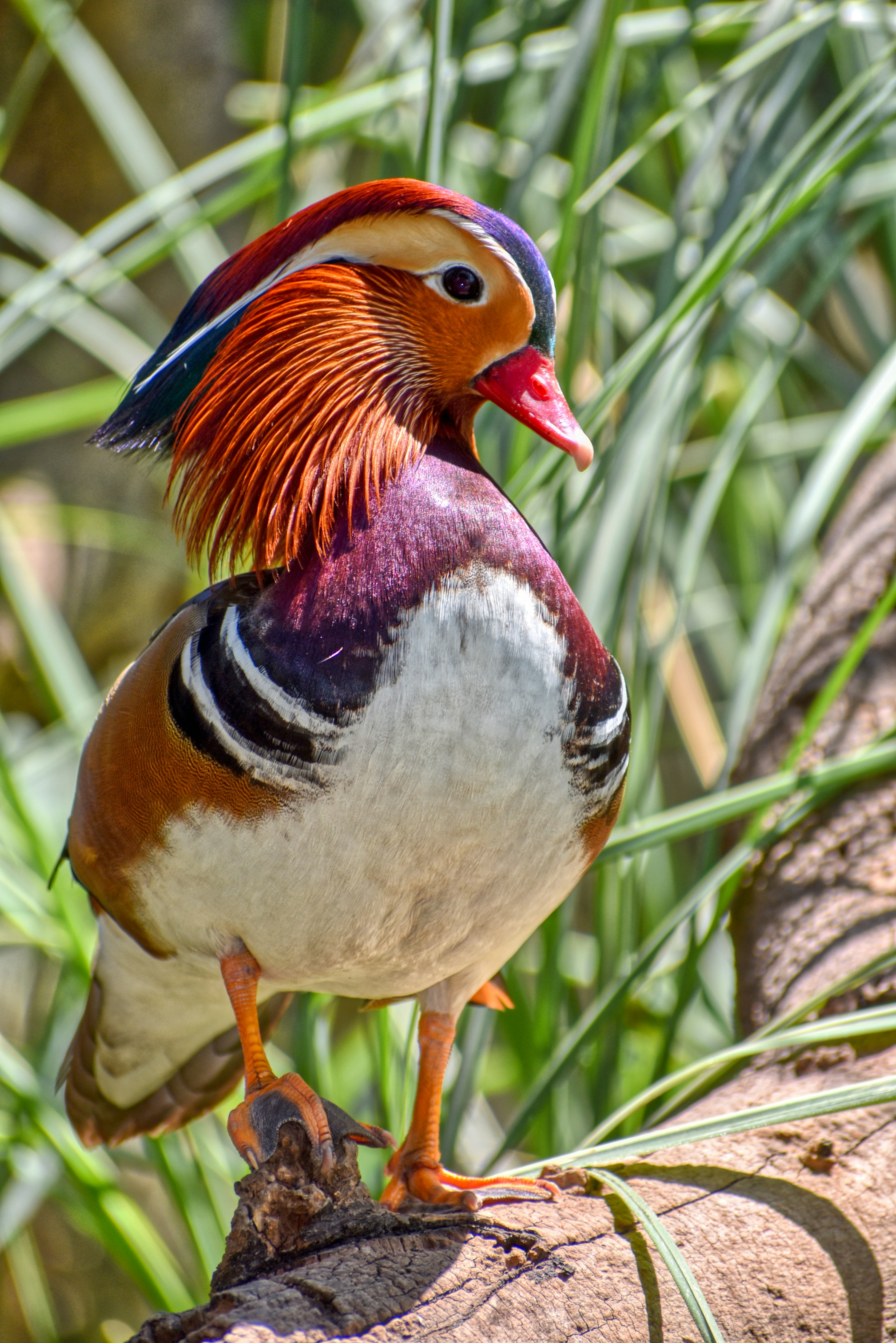 Jewel-Toned Mandarin Duck Perched on a Weathered Log Amid Sunlit Reeds